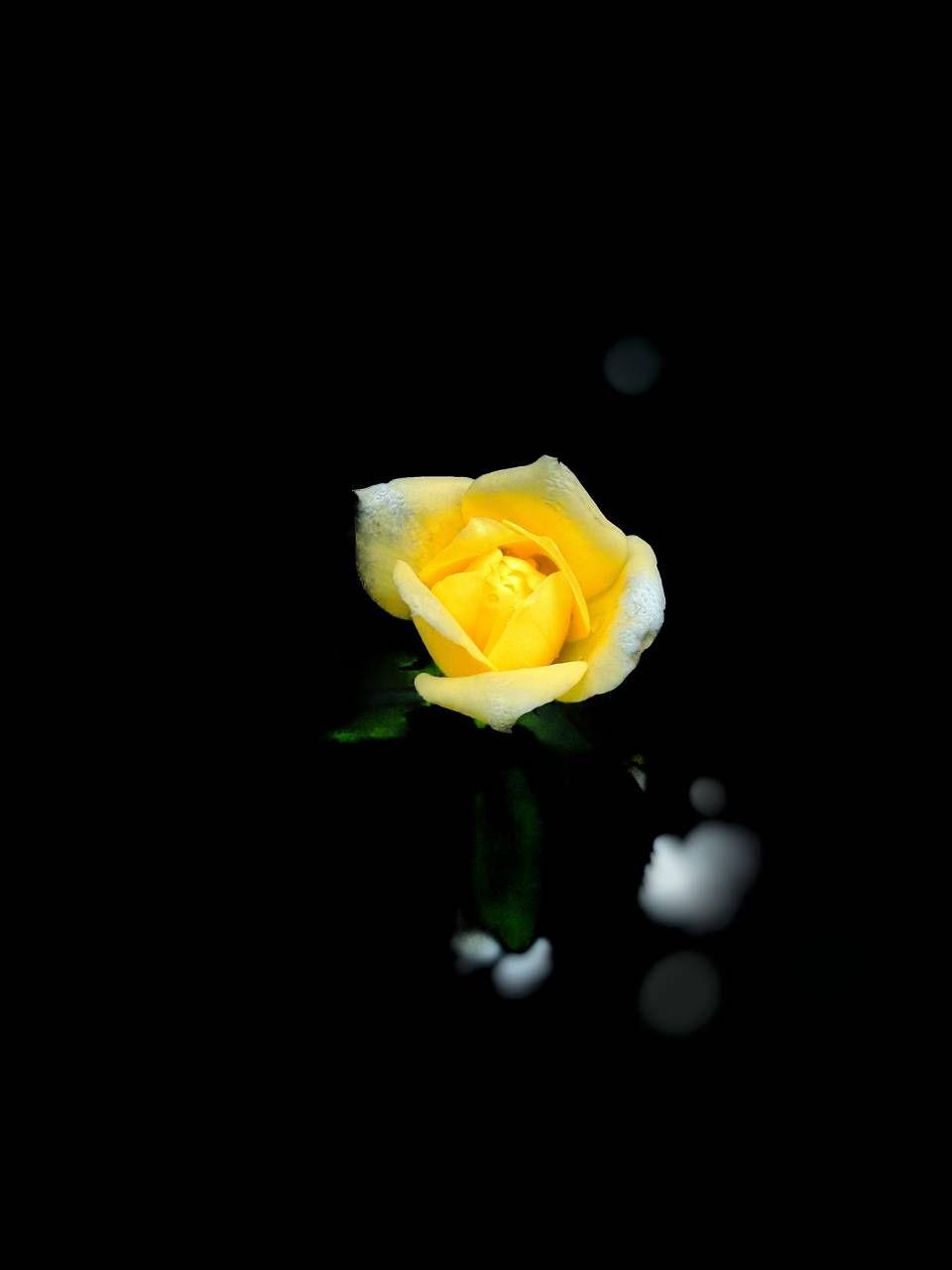 Black and Yellow Roses Wallpapers - Top Free Black and Yellow Roses ...