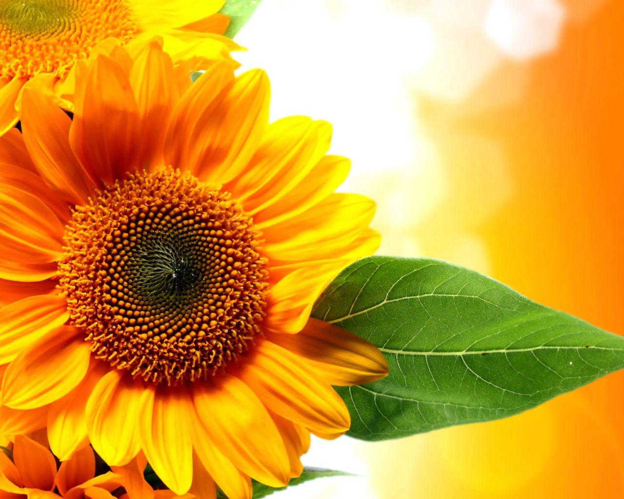 Beautiful Sunflowers Wallpapers - Top Free Beautiful Sunflowers ...