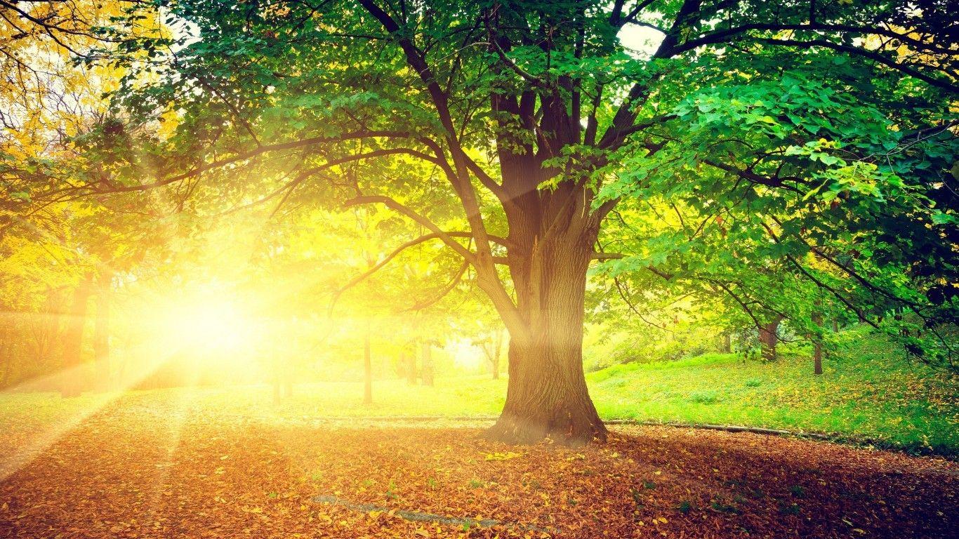 Bright Sunny Day Wallpapers - Top Free Bright Sunny Day Backgrounds ...