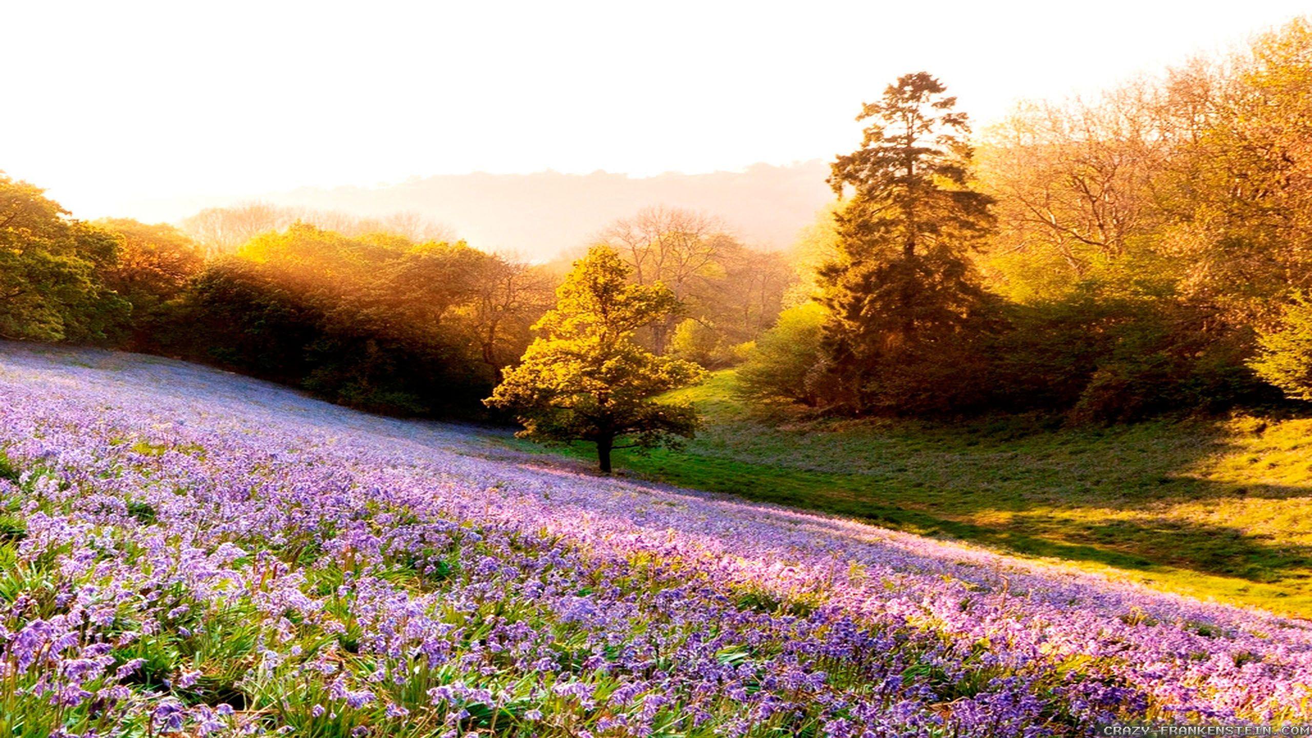 Summer Day Wallpapers - Top Free Summer Day Backgrounds - WallpaperAccess