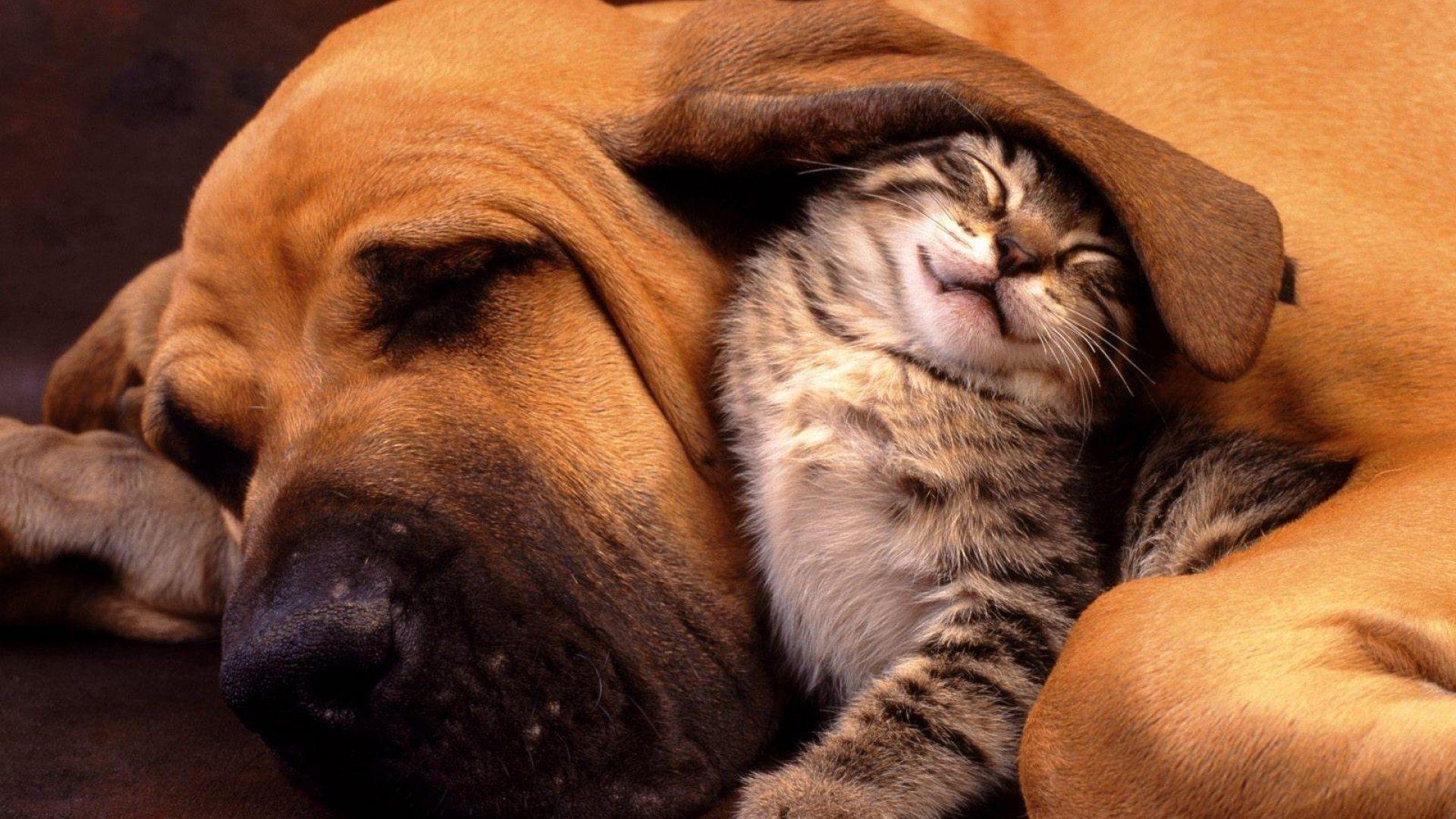Cat and Dog HD Wallpapers - Top Free Cat and Dog HD Backgrounds ...