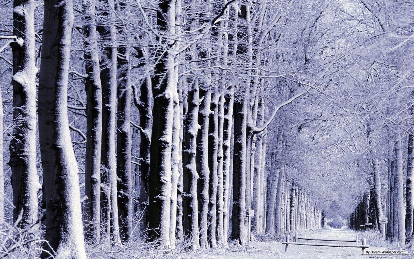 1440X900 Winter Wallpapers - Top Free 1440X900 Winter Backgrounds ...
