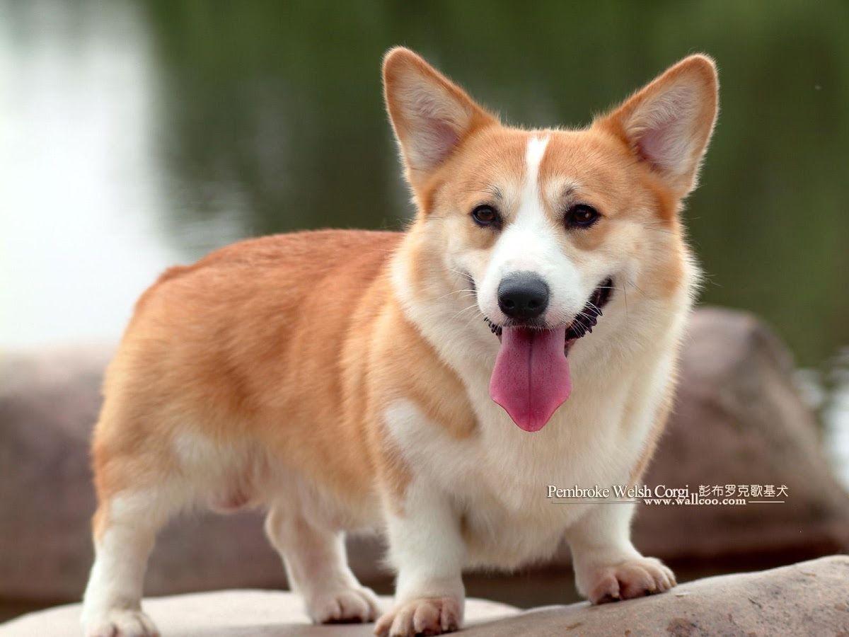 Baby Corgi Wallpapers - Top Free Baby Corgi Backgrounds - WallpaperAccess