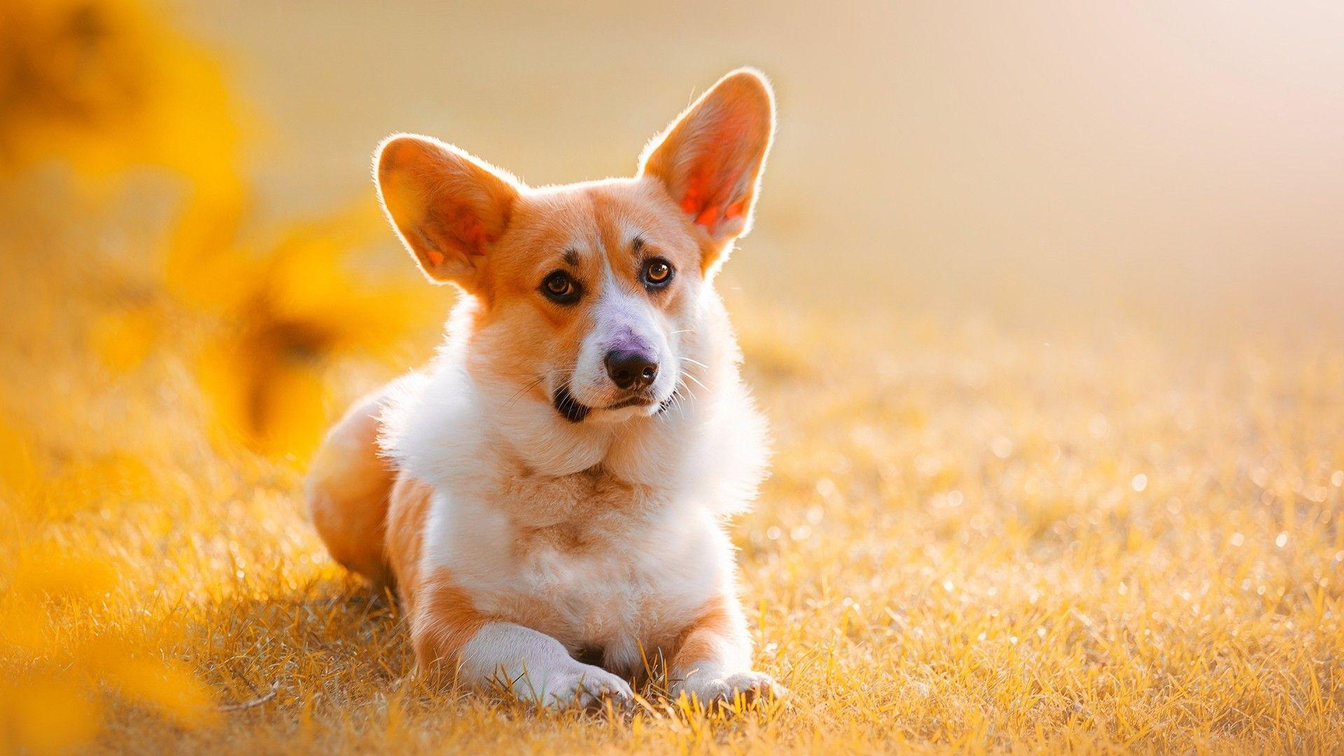 Corgi Laptop Wallpapers - Top Free Corgi Laptop Backgrounds ...