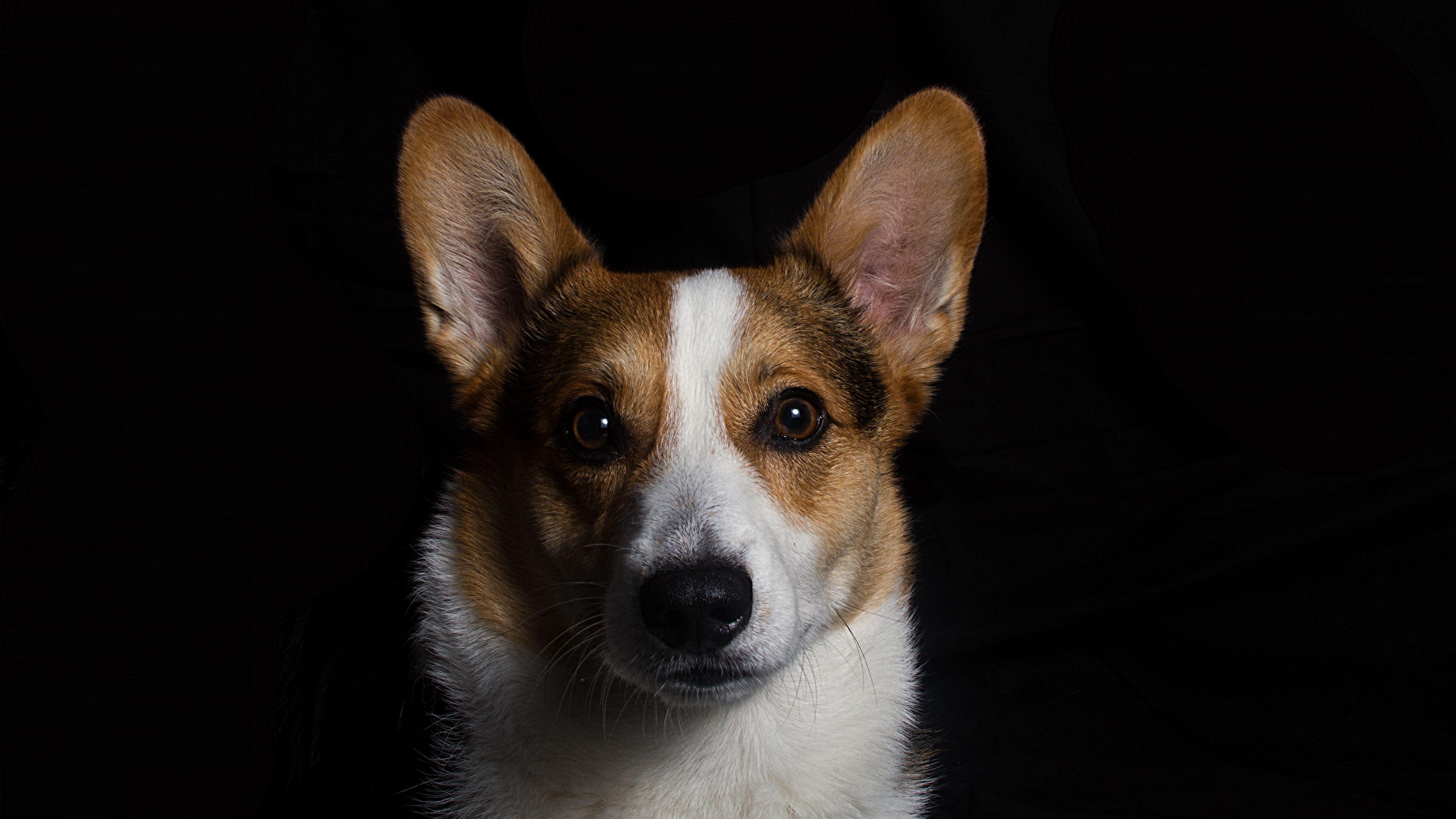 Welsh Corgi Wallpapers - Top Free Welsh Corgi Backgrounds - WallpaperAccess