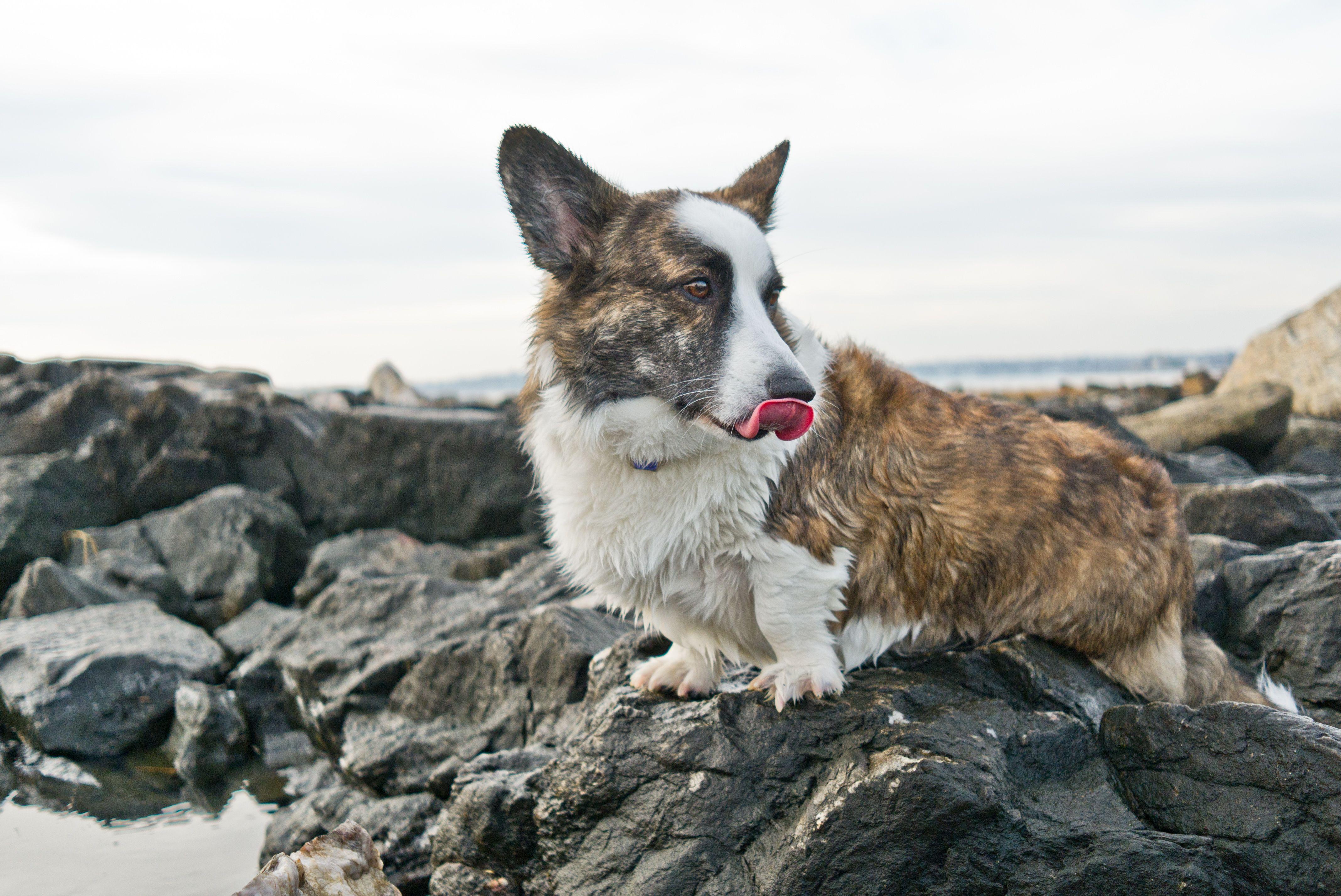 Welsh Corgi Wallpapers - Top Free Welsh Corgi Backgrounds - WallpaperAccess