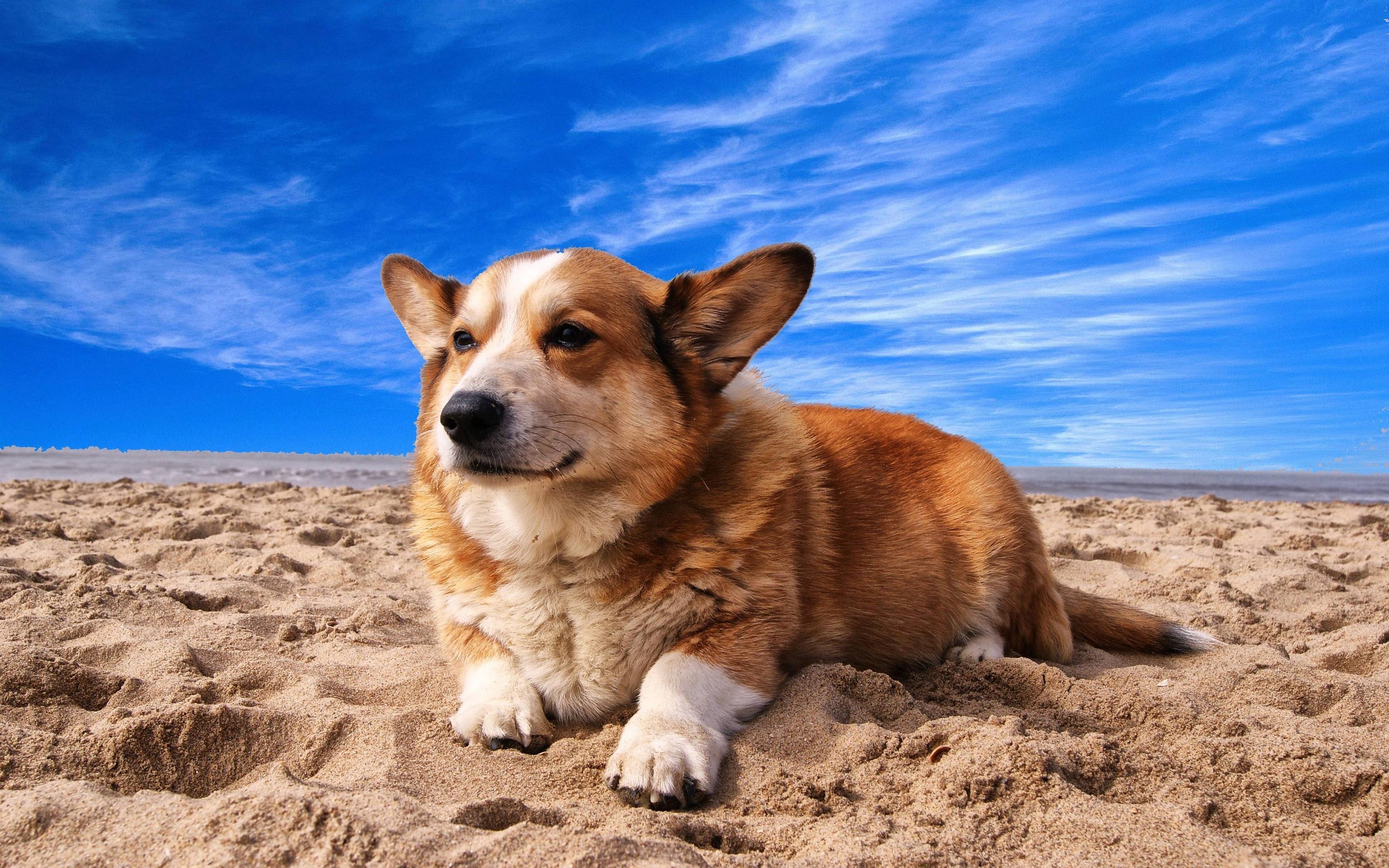 Welsh Corgi Wallpapers - Top Free Welsh Corgi Backgrounds - WallpaperAccess