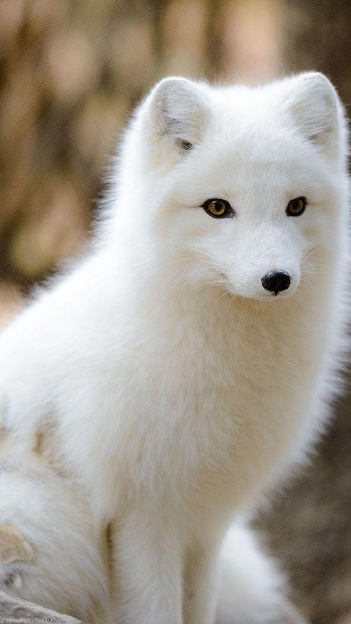 Cute White Fox Wallpapers - Top Free Cute White Fox Backgrounds ...