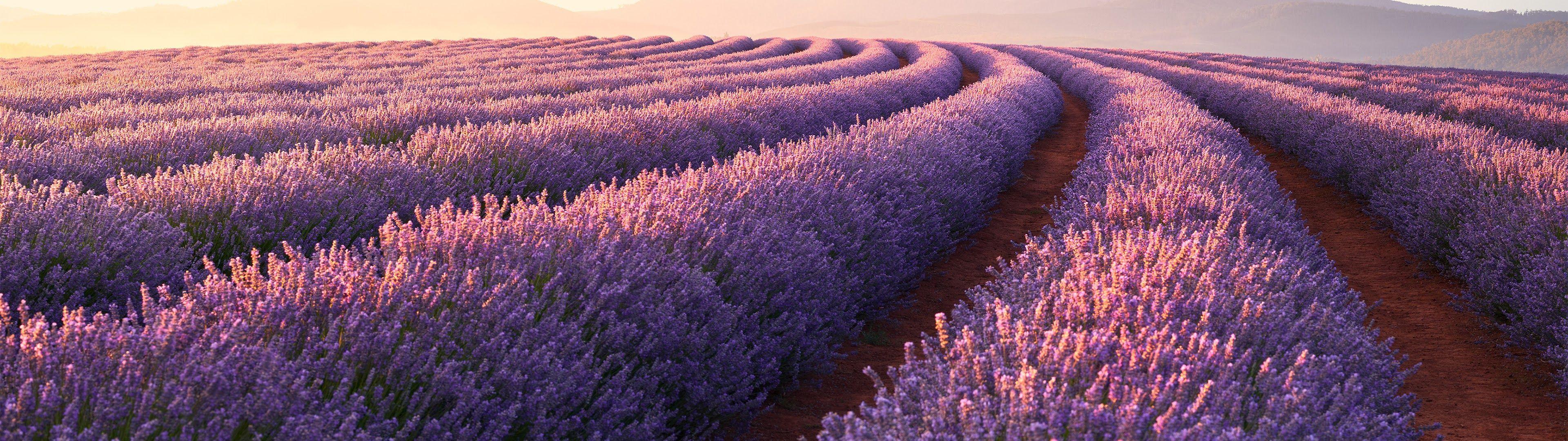 Flower Dual Monitor Wallpapers - Top Free Flower Dual Monitor ...