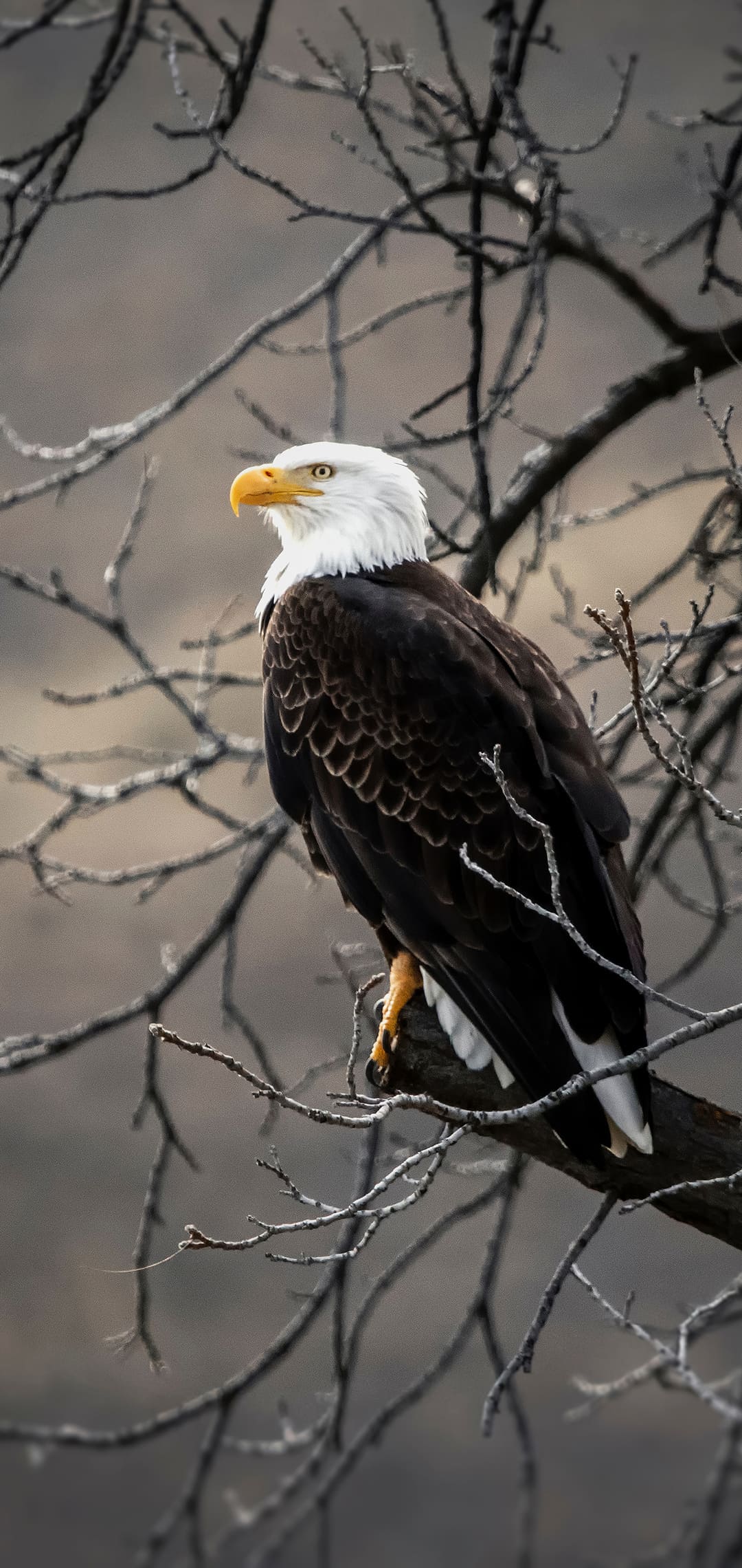 Eagle Phone Wallpapers - Top Free Eagle Phone Backgrounds - WallpaperAccess