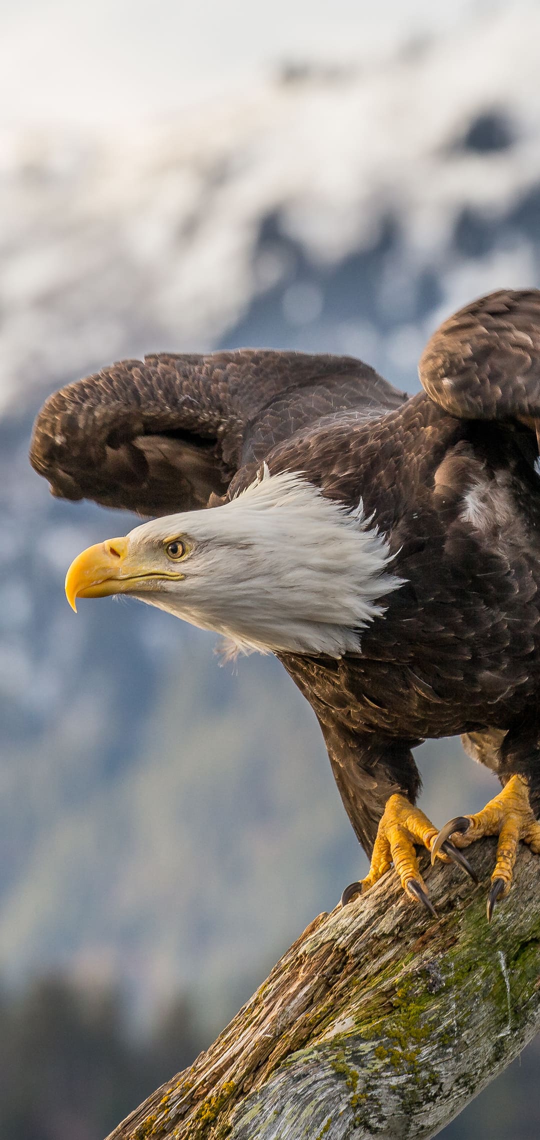 Eagle Phone Wallpapers - Top Free Eagle Phone Backgrounds - WallpaperAccess