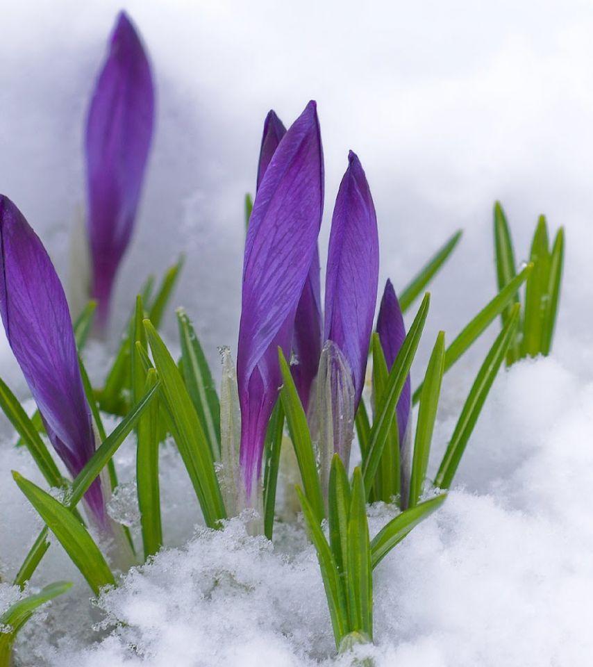 Purple Snow Wallpapers - Top Free Purple Snow Backgrounds - WallpaperAccess