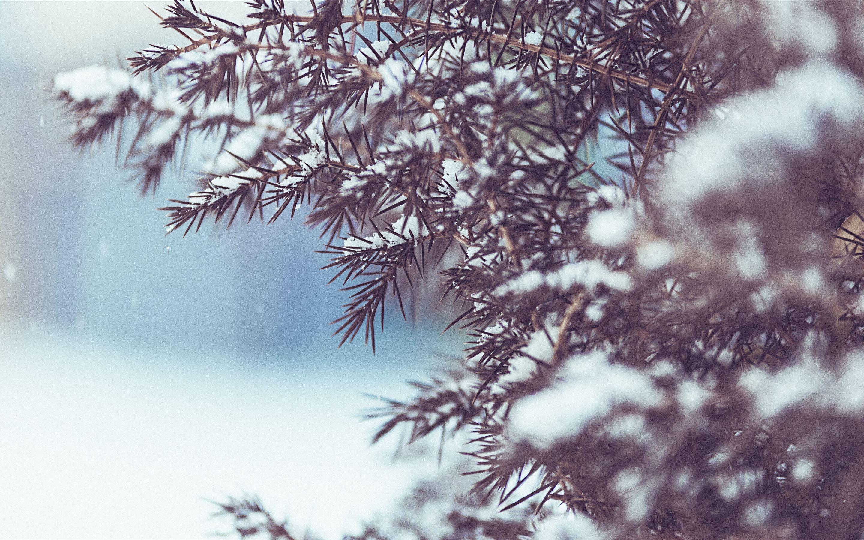 Purple Snow Wallpapers - Top Free Purple Snow Backgrounds - WallpaperAccess