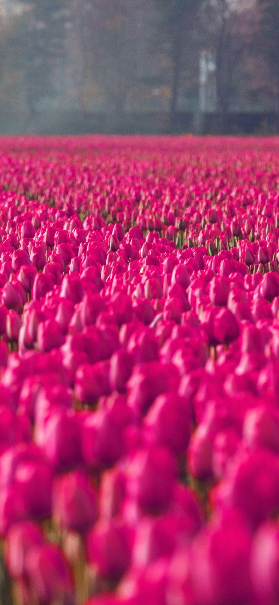 Rose iPhone HD Wallpapers - Top Free Rose iPhone HD Backgrounds ...