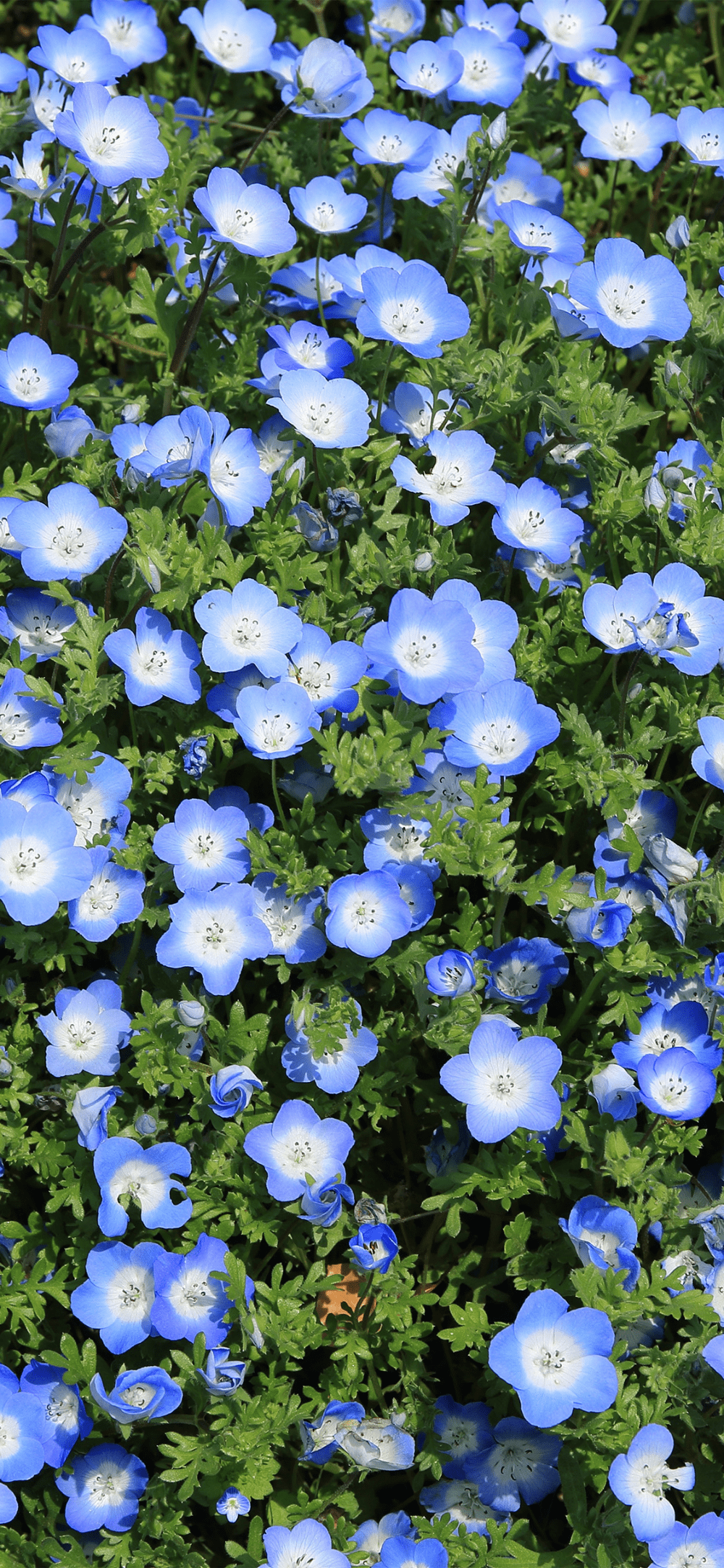 Blue Spring Flowers iPhone Wallpapers - Top Free Blue Spring Flowers ...