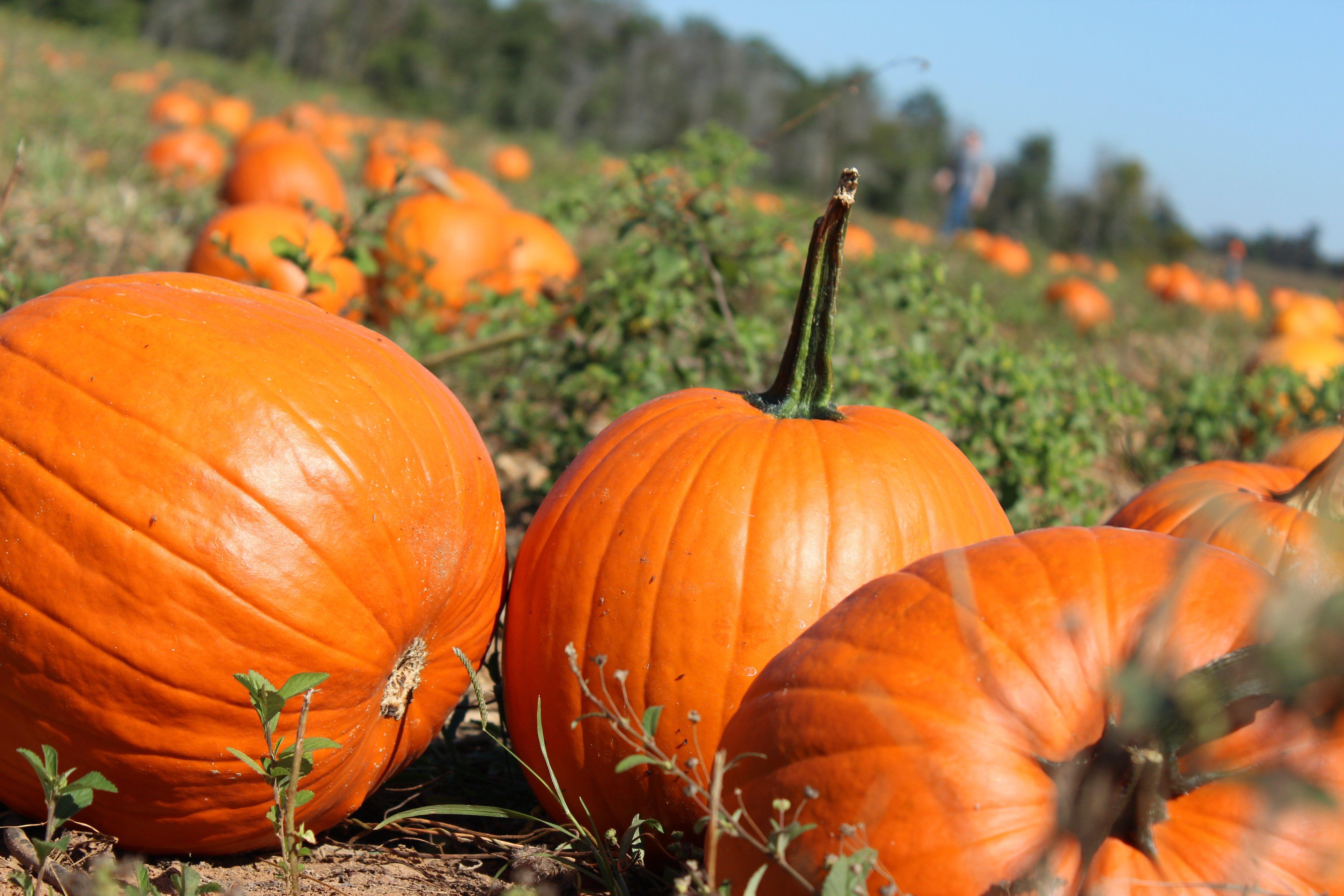 Autumn Pumpkin Desktop Wallpapers - Top Free Autumn Pumpkin Desktop ...