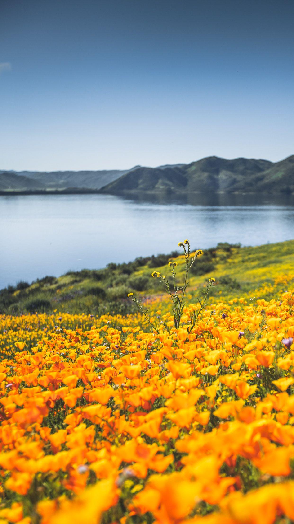 California Poppy Wallpapers - Top Free California Poppy Backgrounds ...