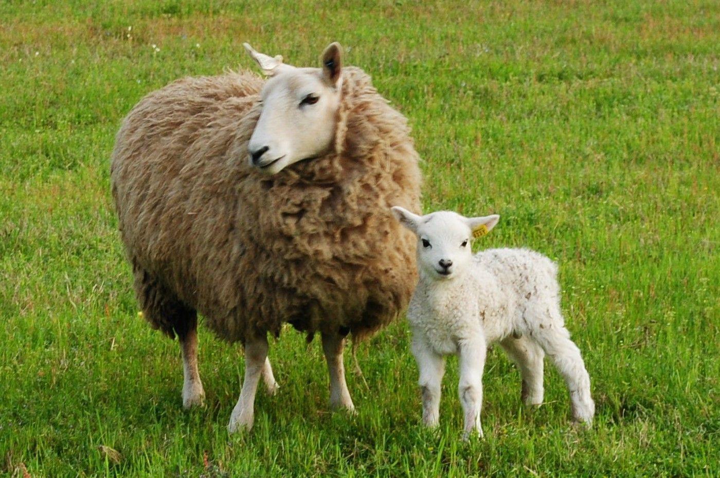Baby Cheviot Sheep