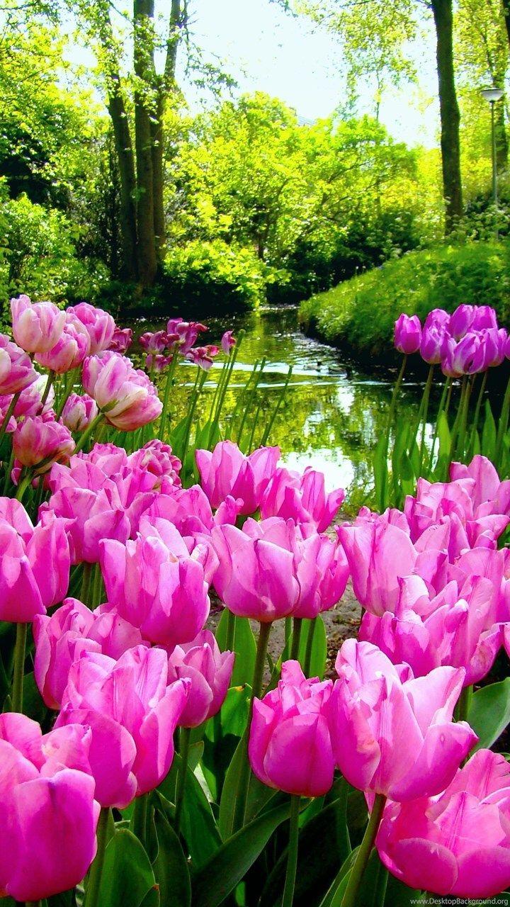 Spring Garden Desktop Wallpapers - Top Free Spring Garden Desktop ...