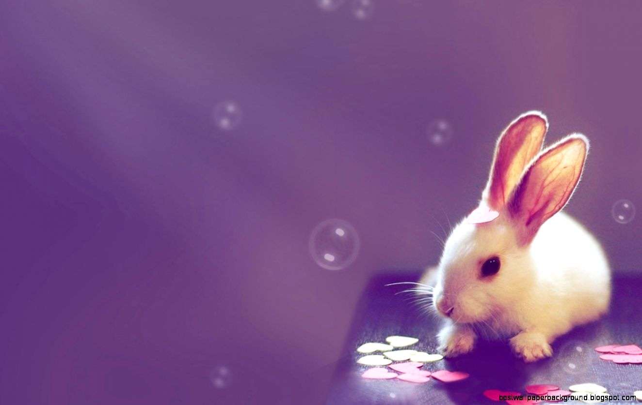 Adorable Desktop Wallpapers - Top Free Adorable Desktop Backgrounds ...