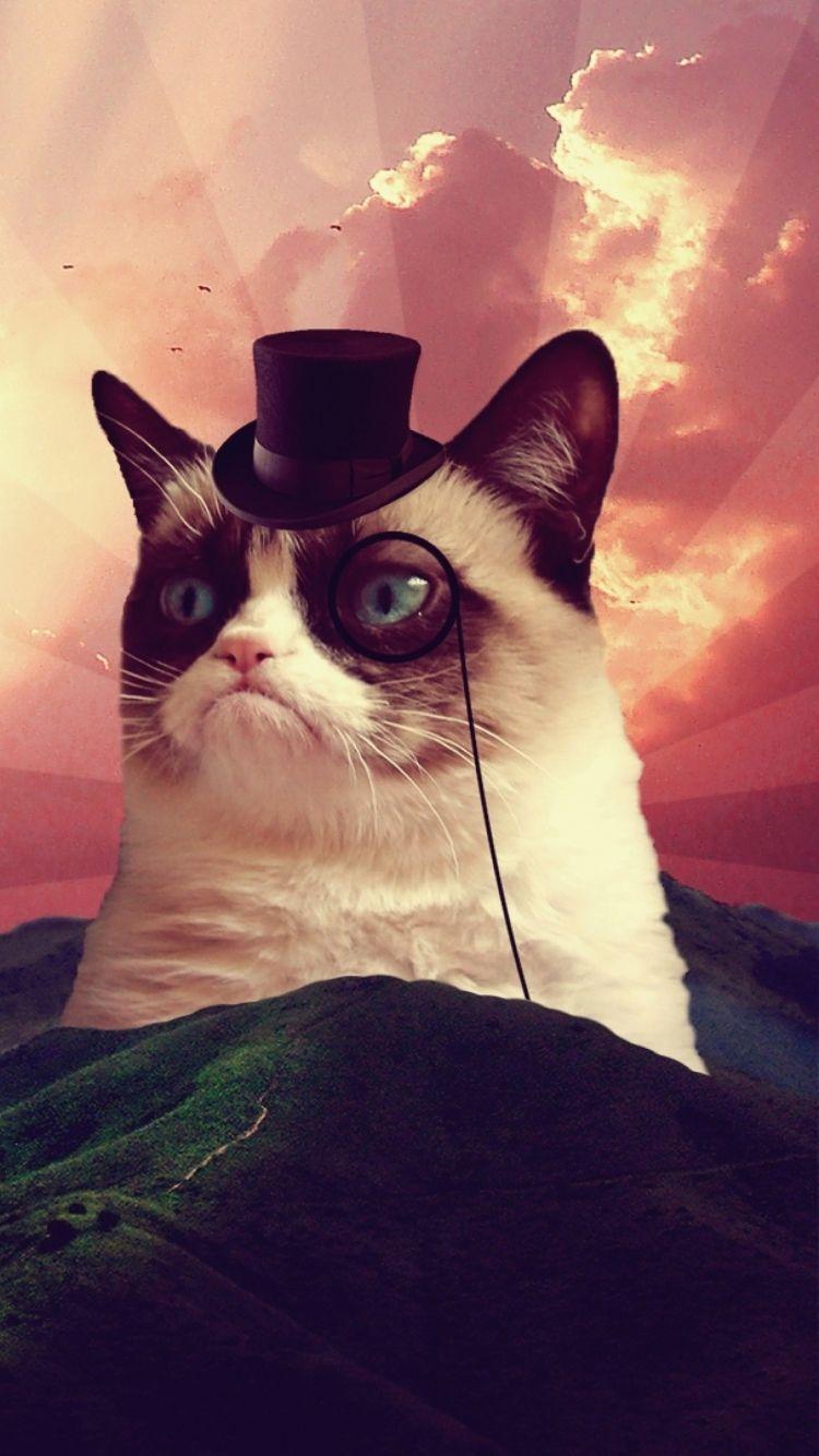 Grumpy Cat iPhone Wallpapers - Top Free Grumpy Cat iPhone Backgrounds ...
