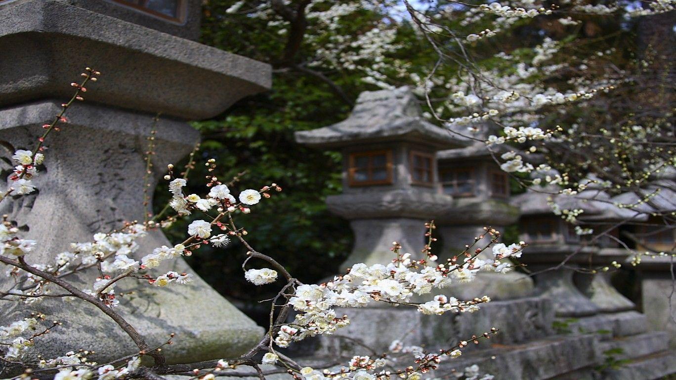 Zen Japanese Cherry Blossom Wallpapers - Top Free Zen Japanese Cherry ...