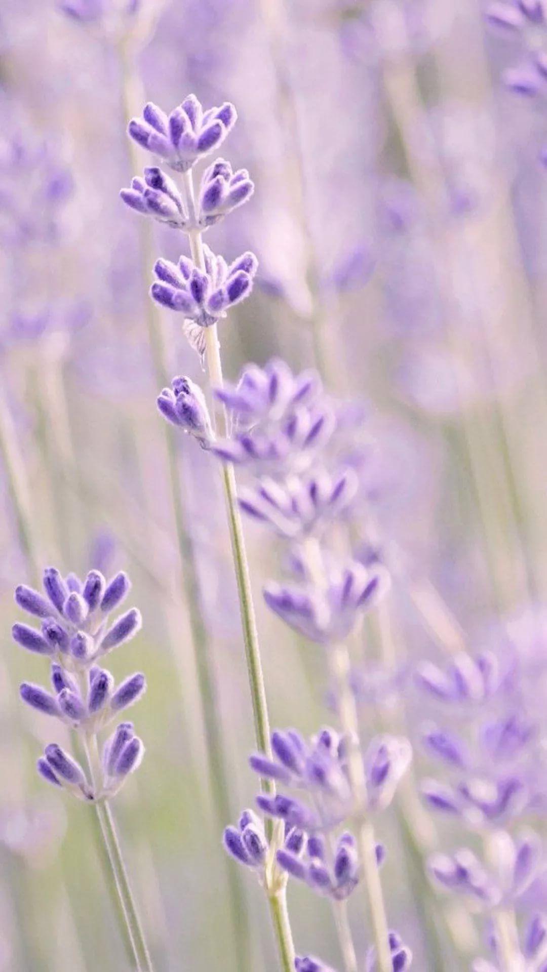 Lavender iPhone Wallpapers - Top Free Lavender iPhone Backgrounds ...