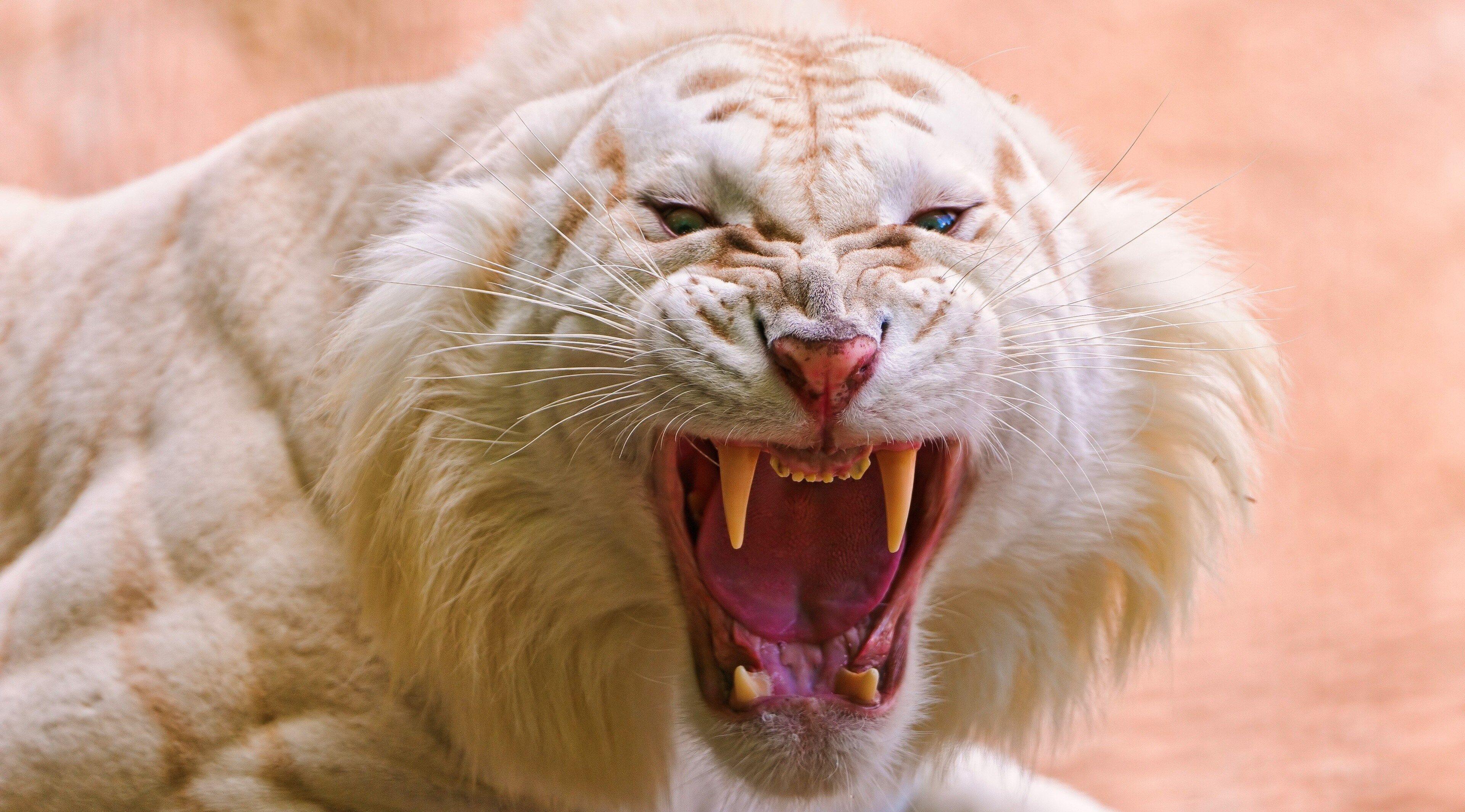 Roaring Tiger Wallpapers - Top Free Roaring Tiger Backgrounds ...
