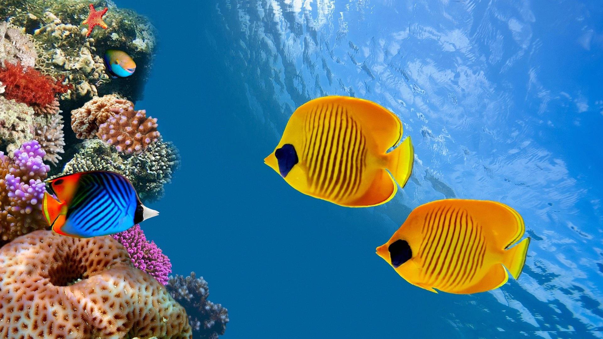 Tropical Fish Desktop Wallpapers - Top Free Tropical Fish Desktop ...