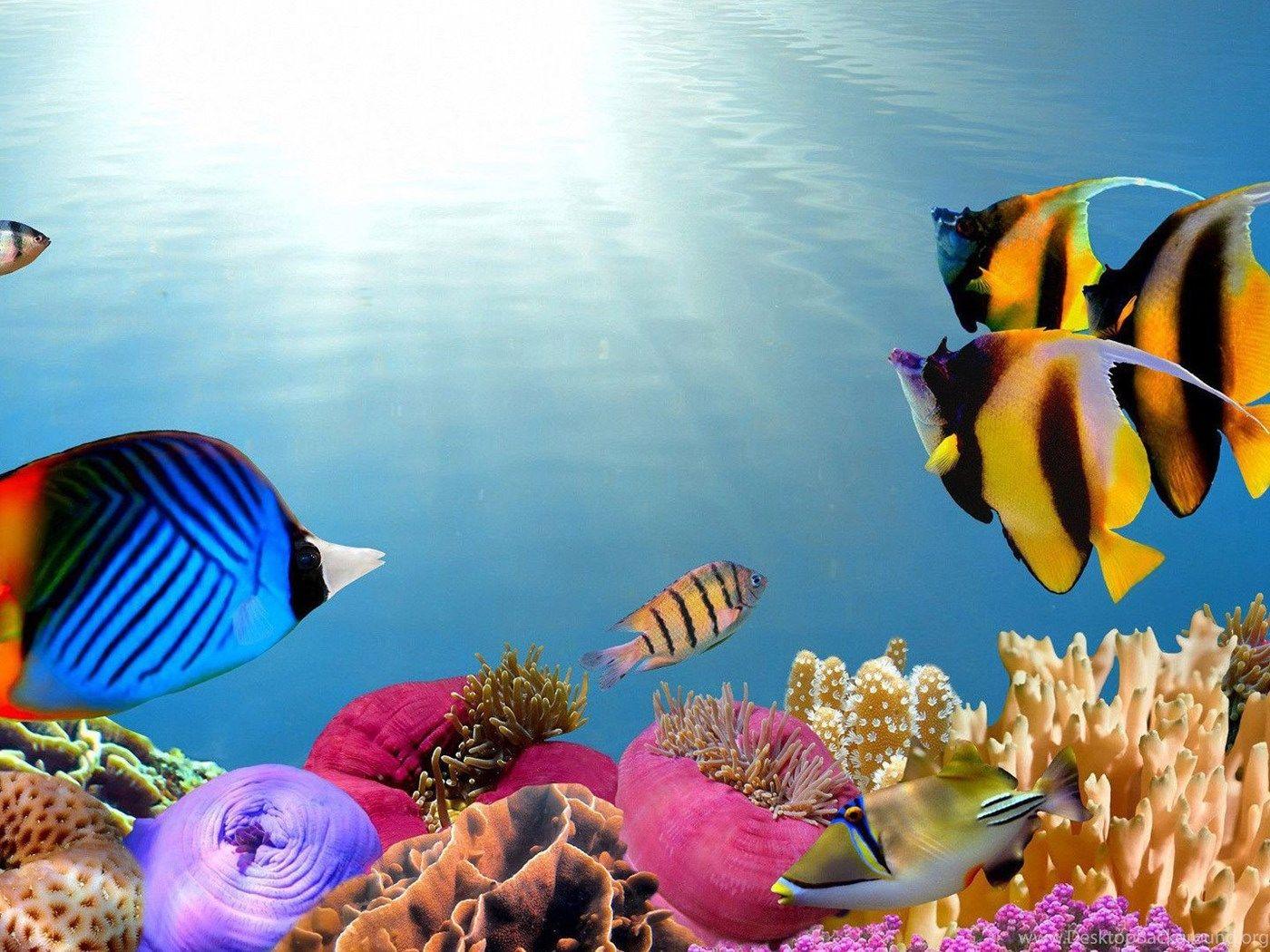 Tropical Fish Desktop Wallpapers - Top Free Tropical Fish Desktop ...