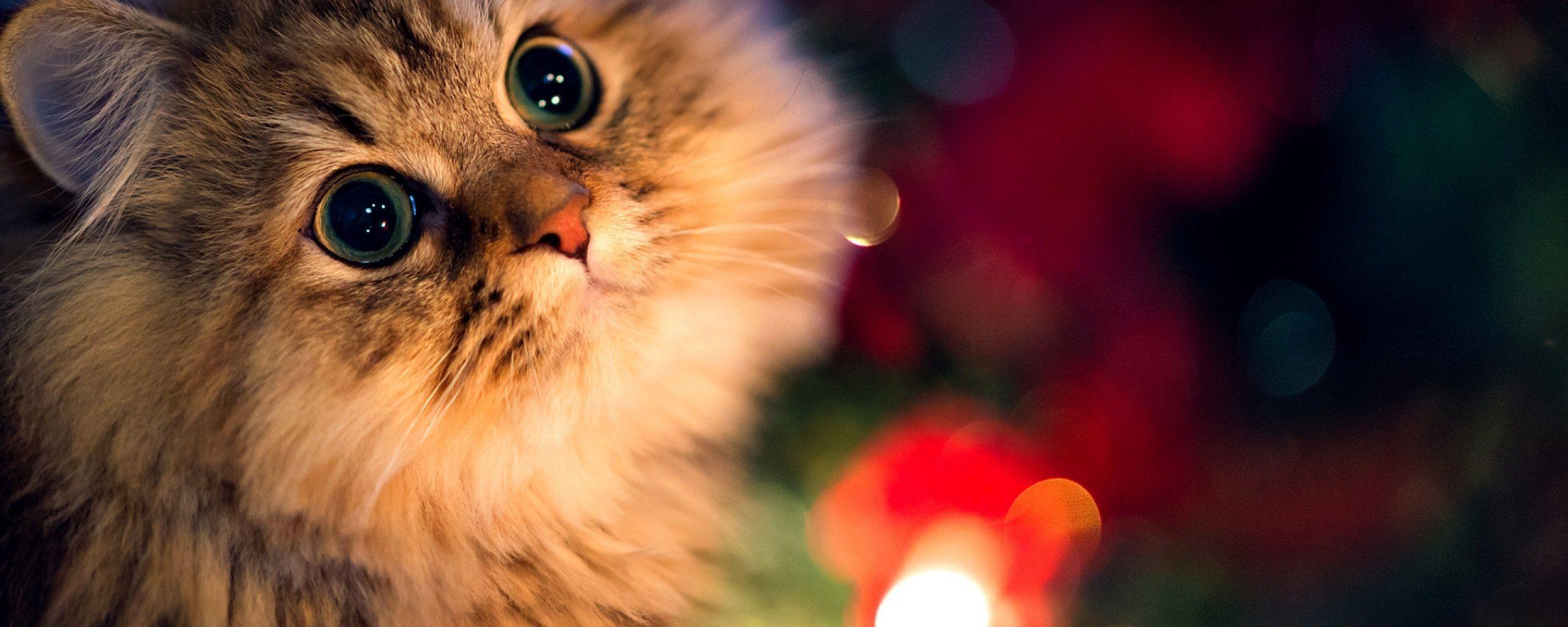 Dual Monitor Cat Wallpapers - Top Free Dual Monitor Cat Backgrounds ...