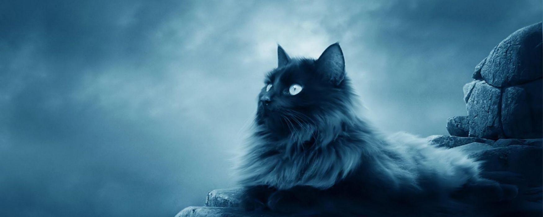 Dual Monitor Cat Wallpapers - Top Free Dual Monitor Cat Backgrounds ...