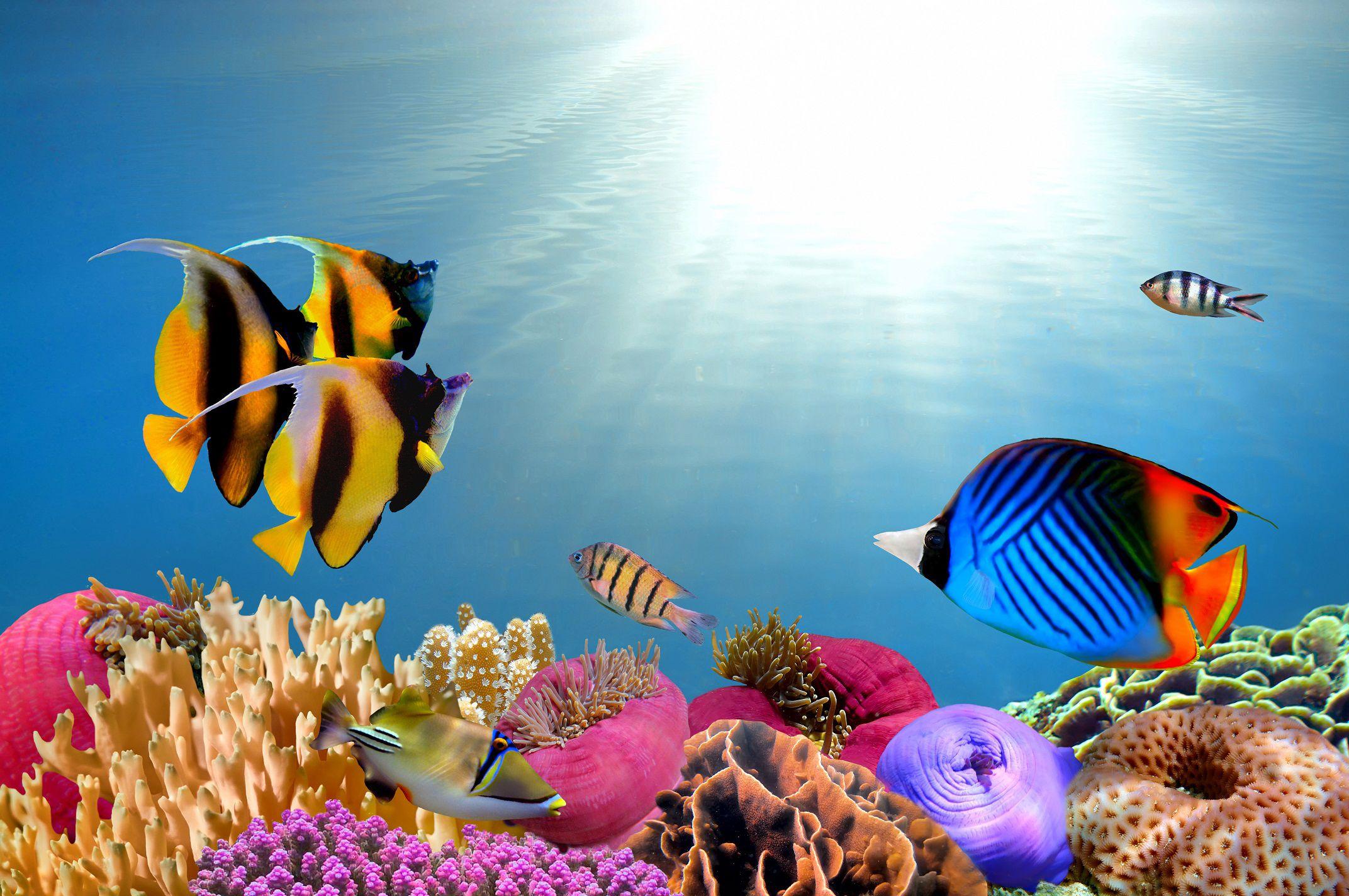 Tropical Fish Desktop Wallpapers - Top Free Tropical Fish Desktop ...