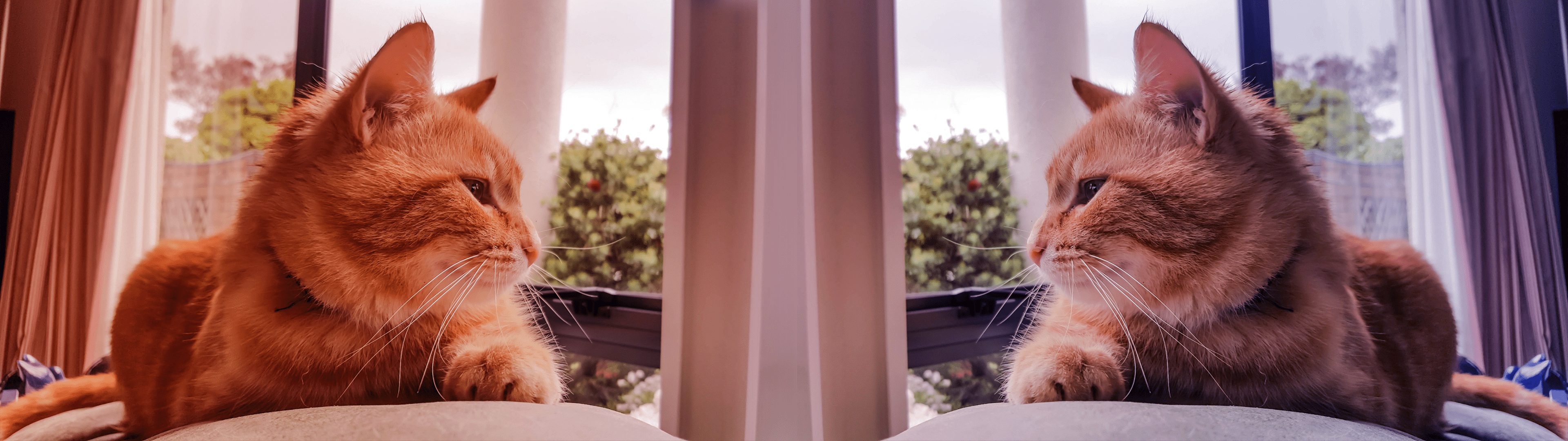 Dual Monitor Cat Wallpapers - Top Free Dual Monitor Cat Backgrounds ...