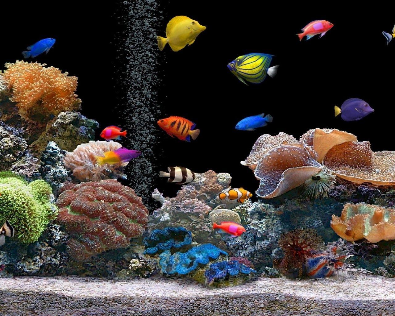 Tropical Fish Desktop Wallpapers - Top Free Tropical Fish Desktop ...