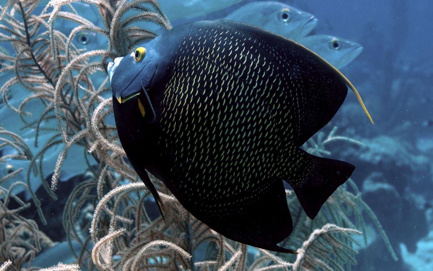 Tropical Fish Desktop Wallpapers - Top Free Tropical Fish Desktop ...