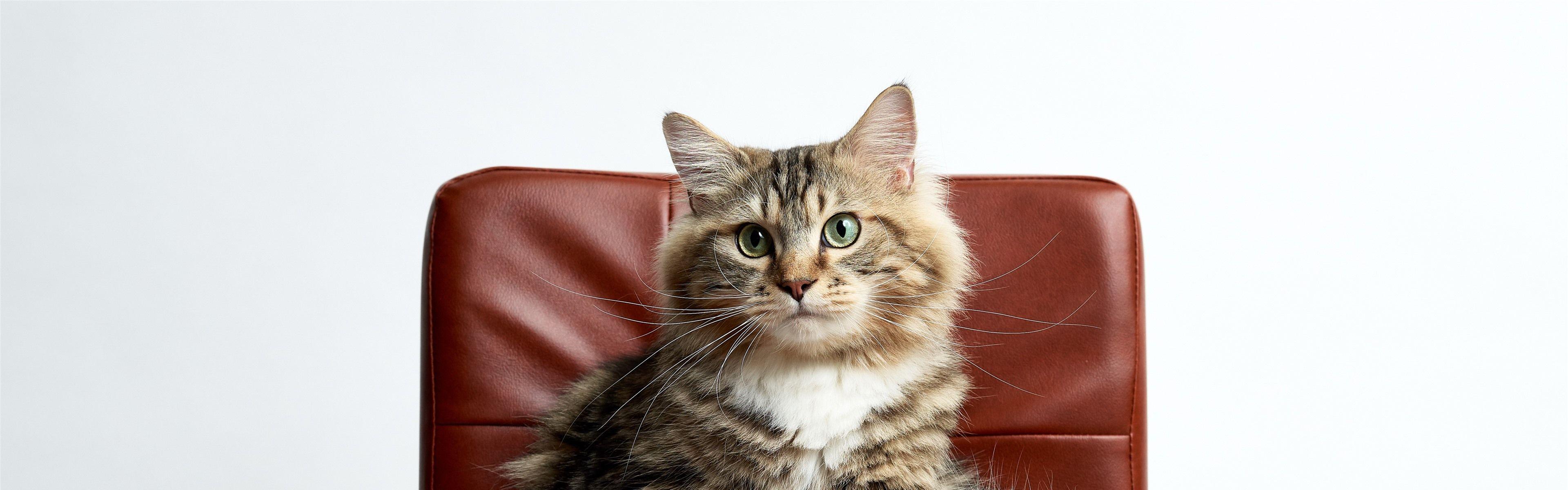 Dual Monitor Cat Wallpapers - Top Free Dual Monitor Cat Backgrounds ...