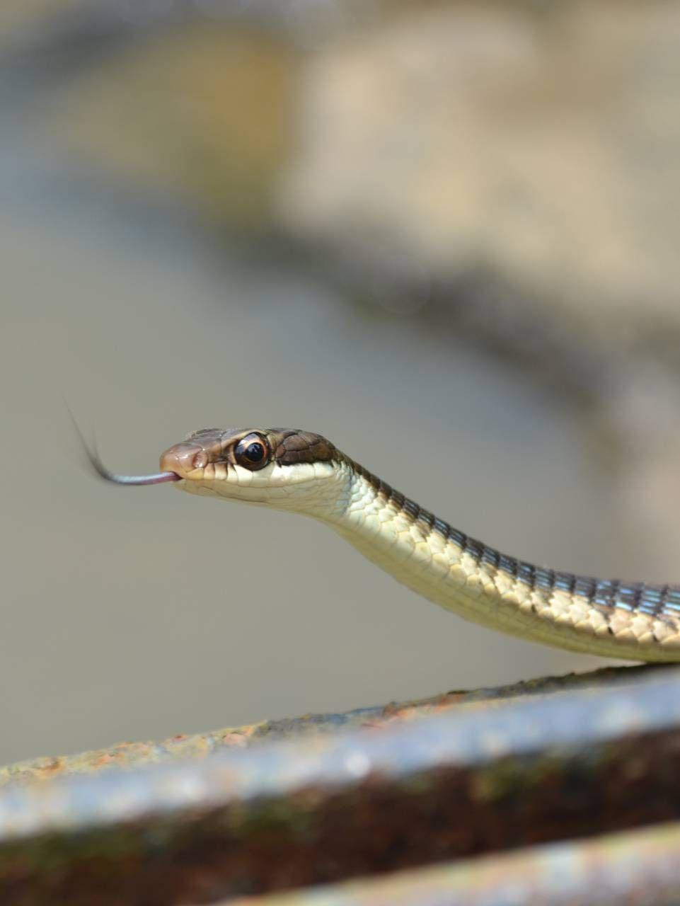 Baby Snake Wallpapers - Top Free Baby Snake Backgrounds - WallpaperAccess