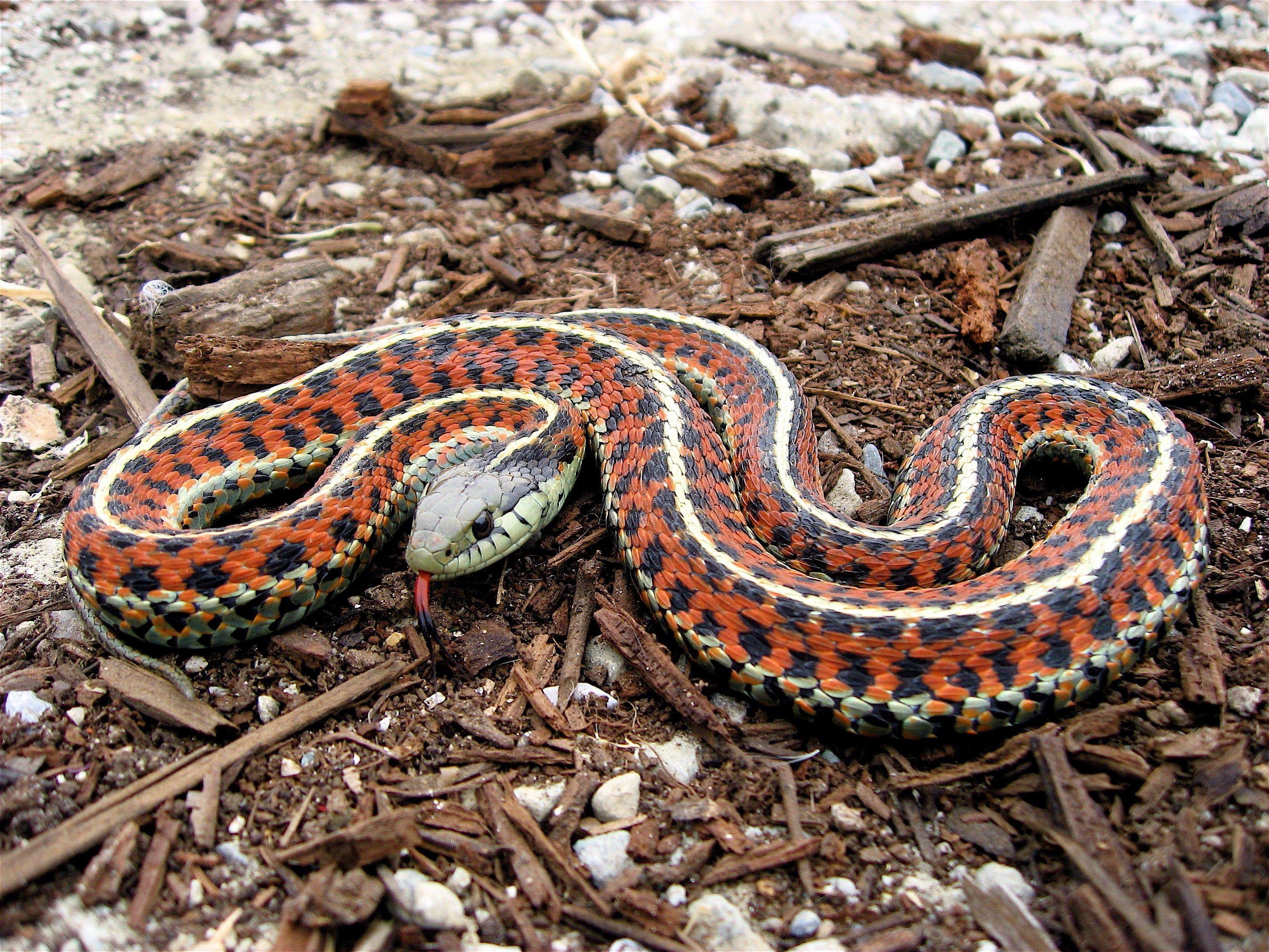 Baby Snake Wallpapers - Top Free Baby Snake Backgrounds - WallpaperAccess