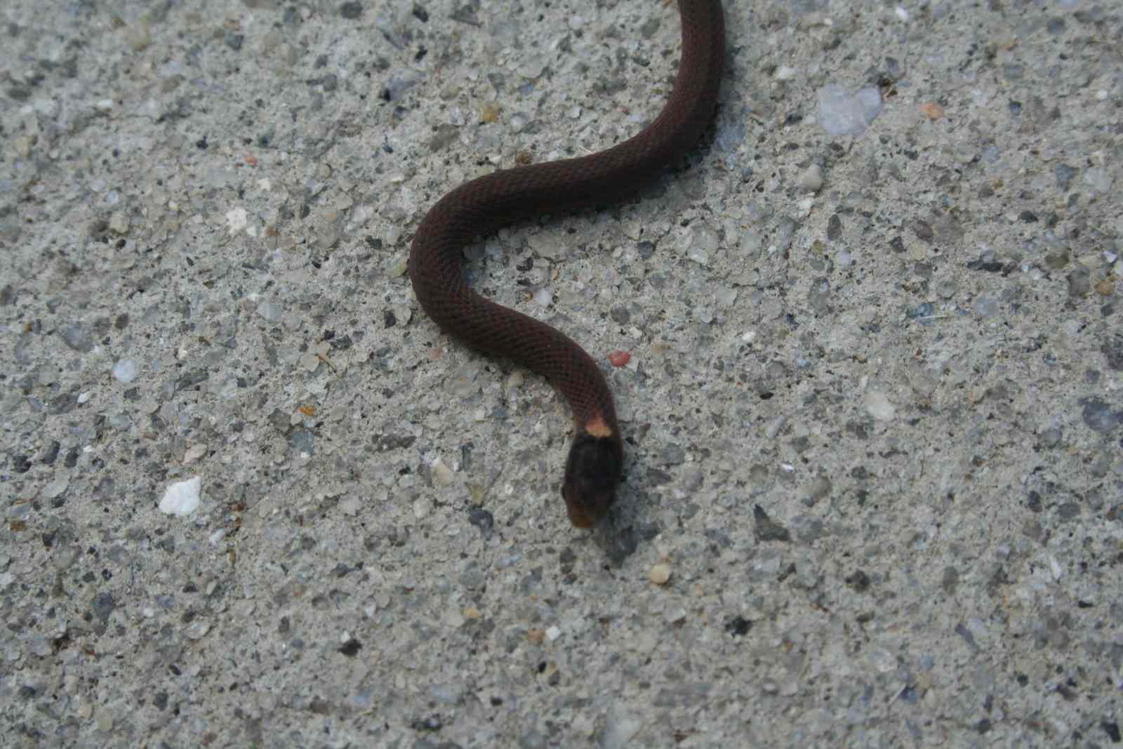 Baby Snake Wallpapers - Top Free Baby Snake Backgrounds - WallpaperAccess