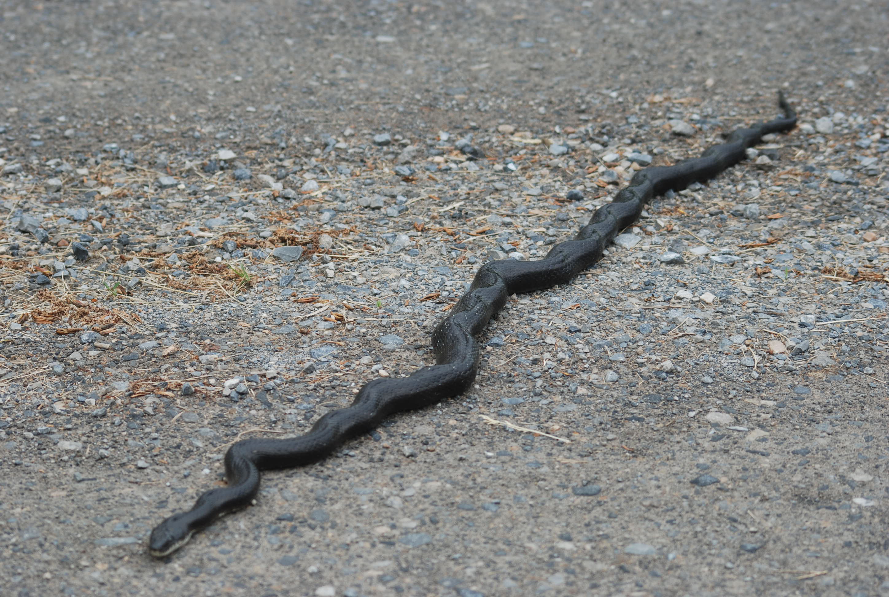 Baby Snake Wallpapers - Top Free Baby Snake Backgrounds - WallpaperAccess