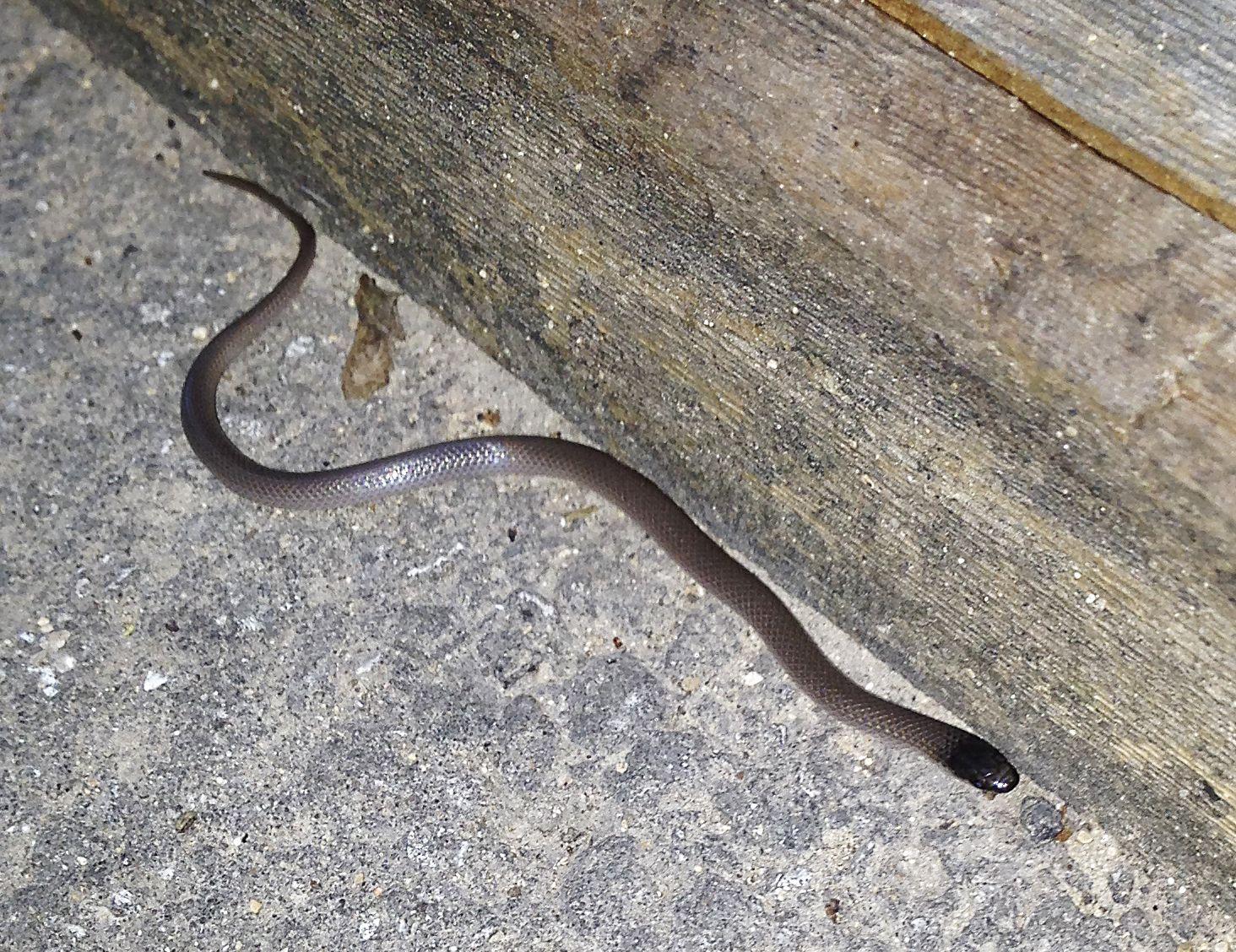 Baby Snake Wallpapers - Top Free Baby Snake Backgrounds - WallpaperAccess