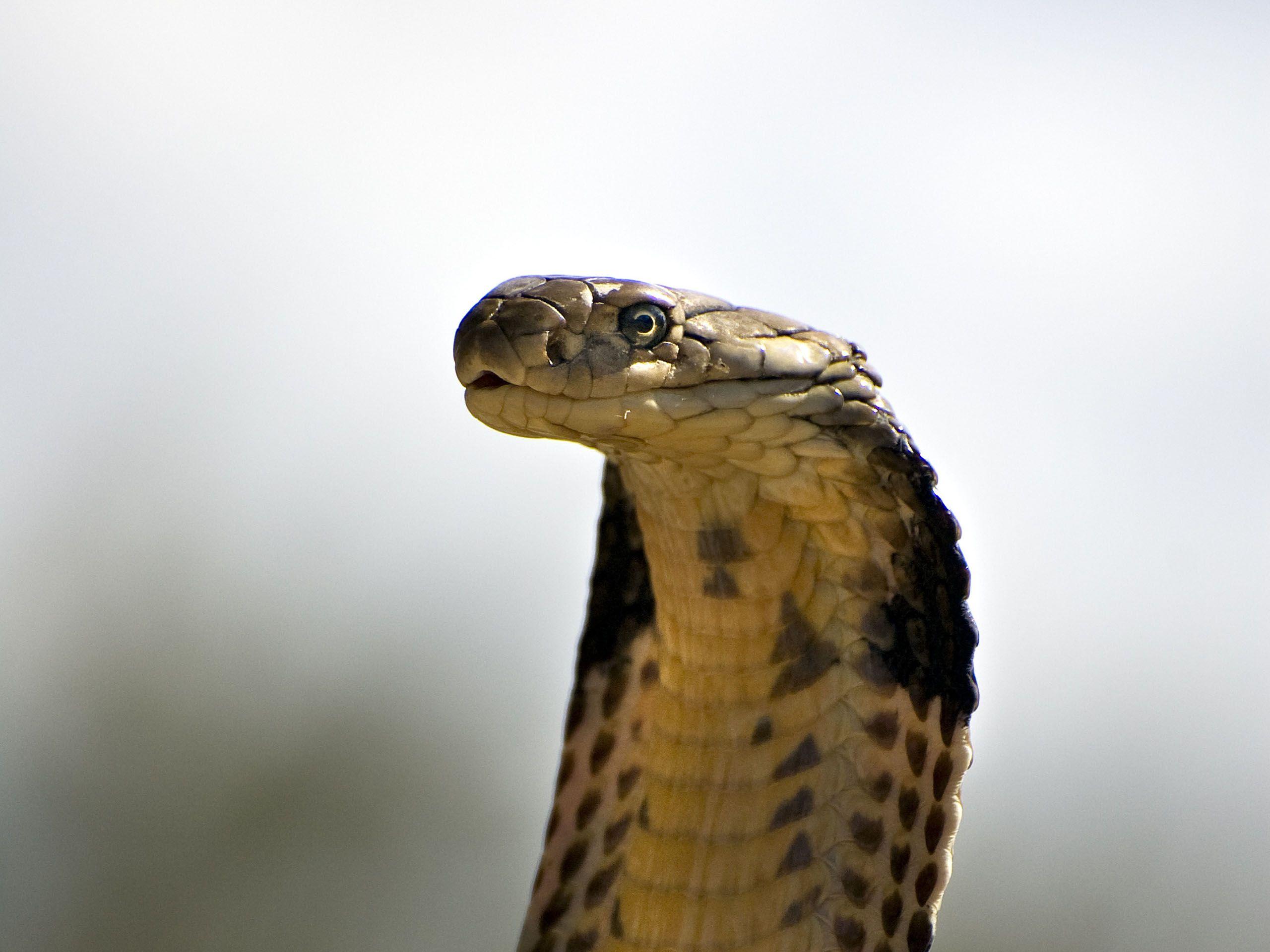 Baby Snake Wallpapers - Top Free Baby Snake Backgrounds - WallpaperAccess