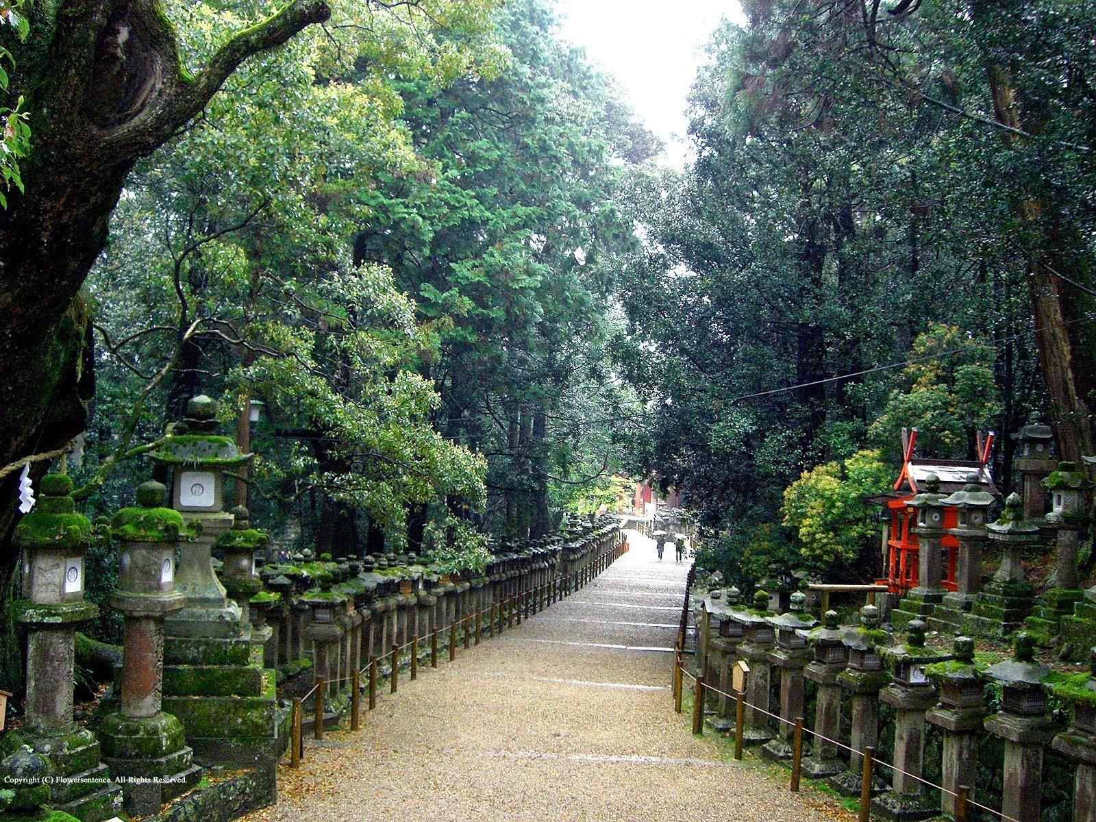 Japan Rain Wallpapers - Top Free Japan Rain Backgrounds - WallpaperAccess