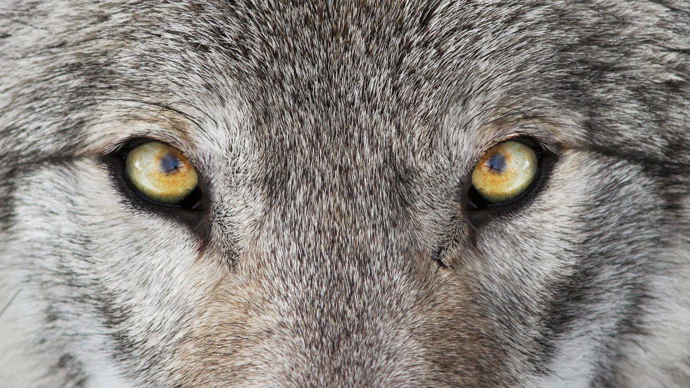 Aurora Borealis and Wolf Wallpapers - Top Free Aurora Borealis and Wolf ...