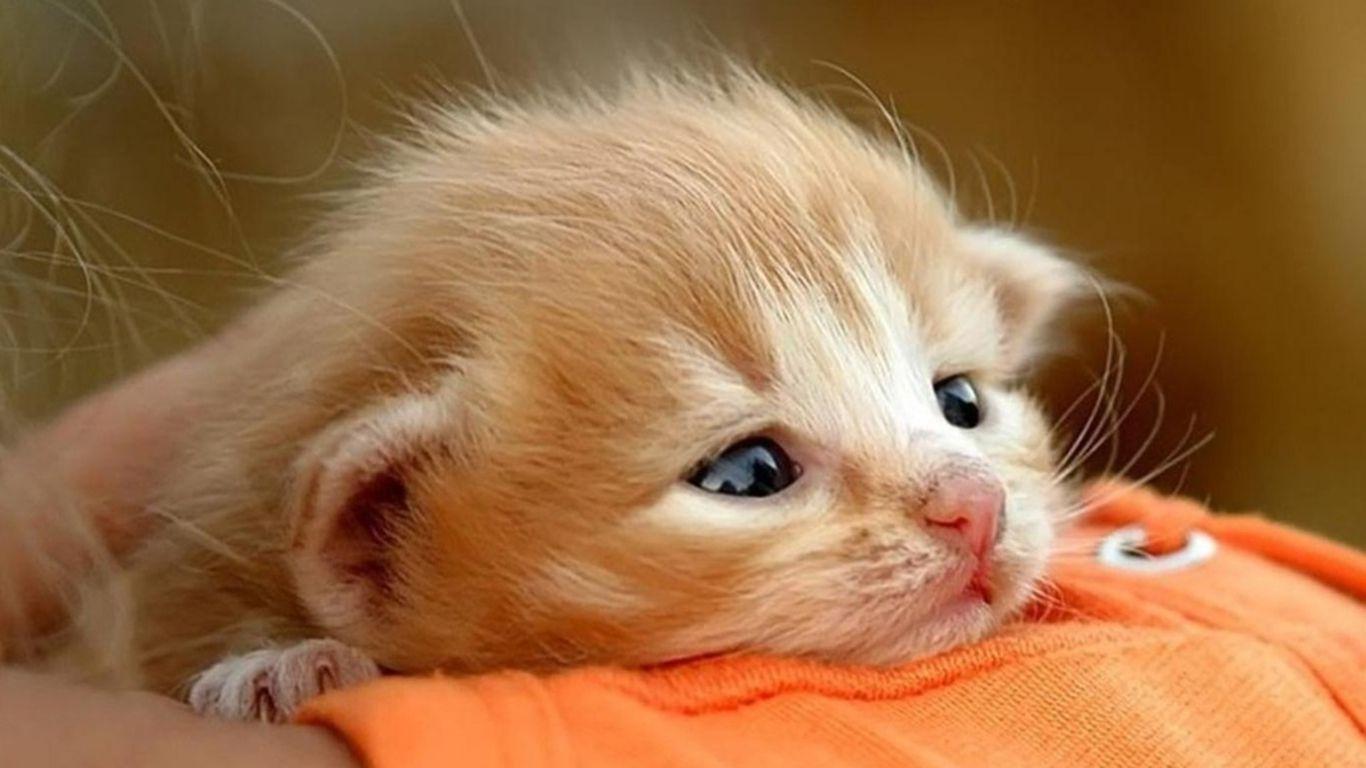 Cute Baby Kitten HD Wallpapers - Top Free Cute Baby Kitten HD Backgrounds - WallpaperAccess