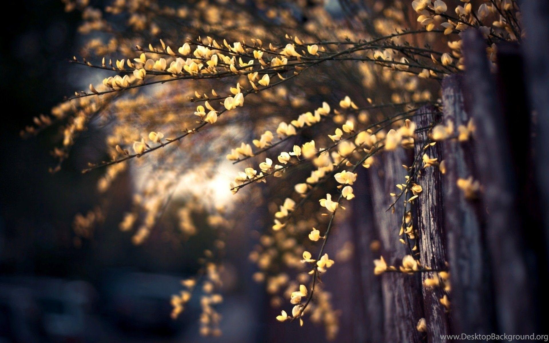 Dark Spring Wallpapers - Top Free Dark Spring Backgrounds - WallpaperAccess