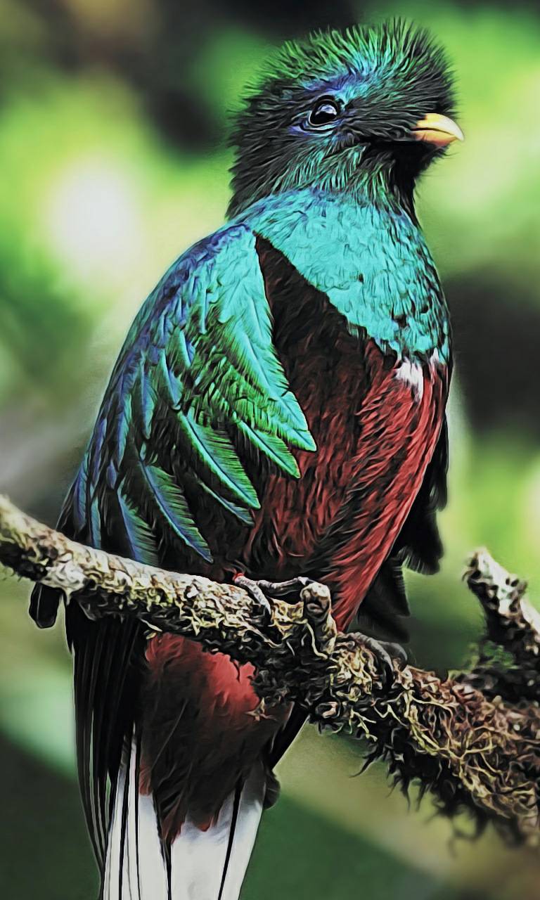 Quetzal Wallpapers - Top Free Quetzal Backgrounds - WallpaperAccess