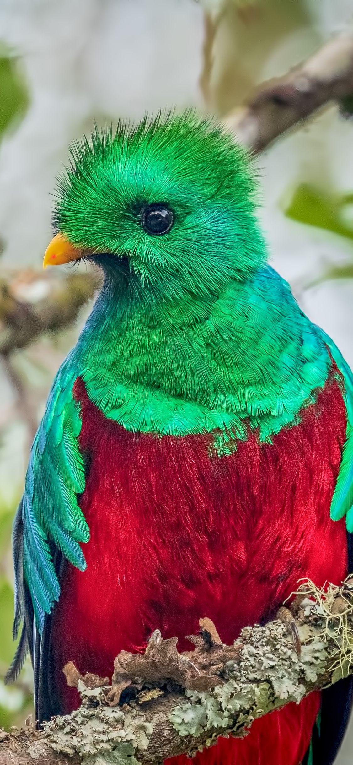 Quetzal Wallpapers - Top Free Quetzal Backgrounds - WallpaperAccess Quetzal Wallpapers - Top Free Quetzal Backgrounds - WallpaperAccess