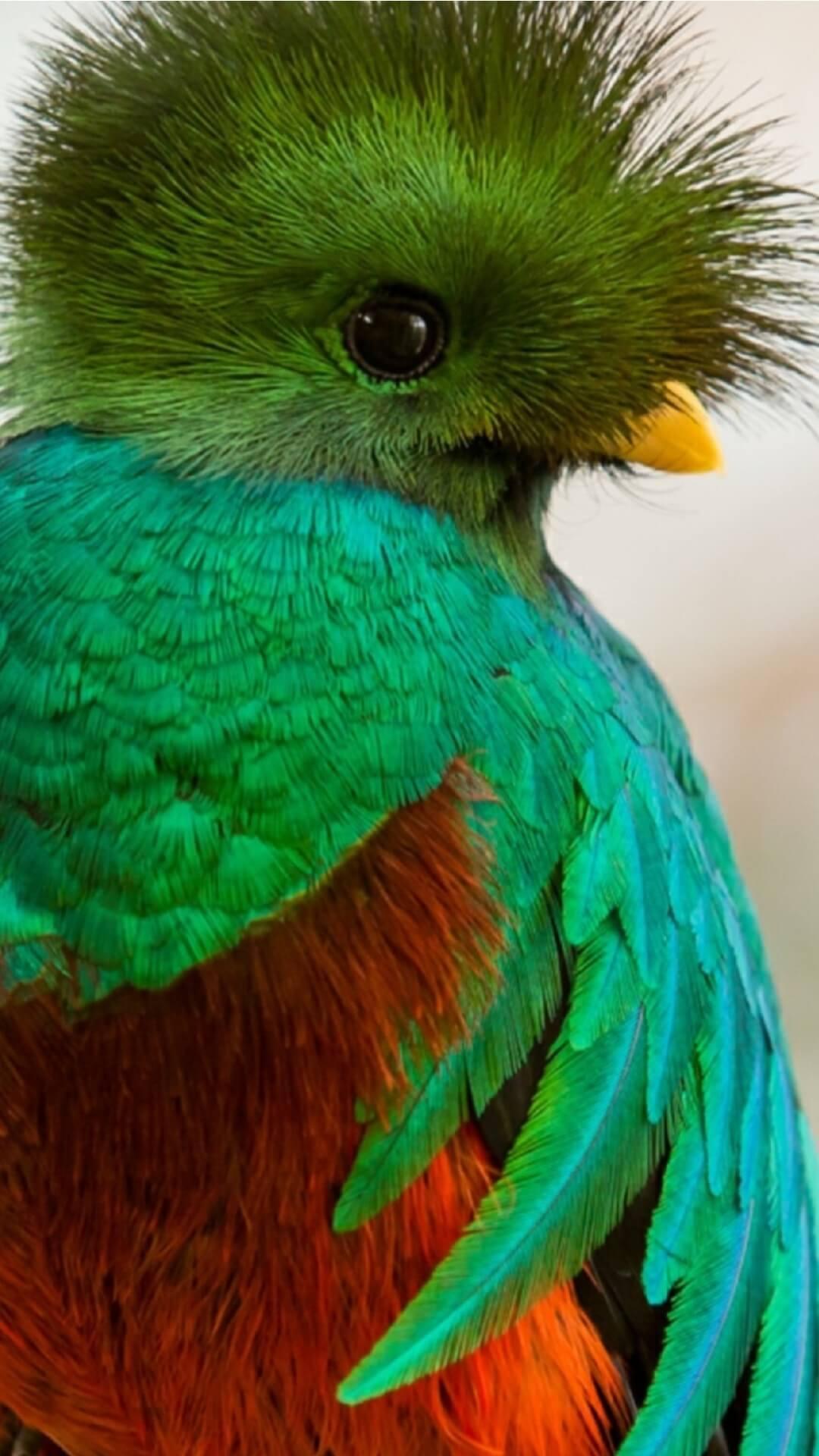 Quetzal Wallpapers - Top Free Quetzal Backgrounds - WallpaperAccess